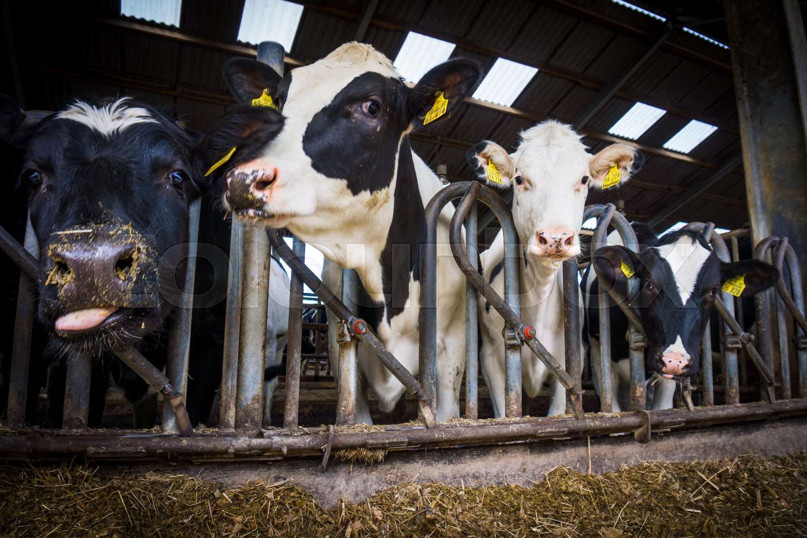 cows in a farm. Dairy cows . | Stock image | Colourbox