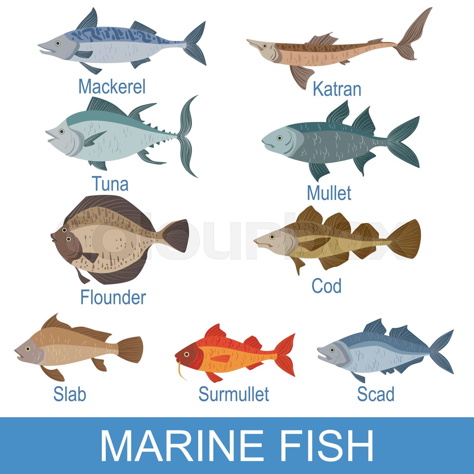 Marine Fish Identification Slate With Names | Stock vector | Colourbox