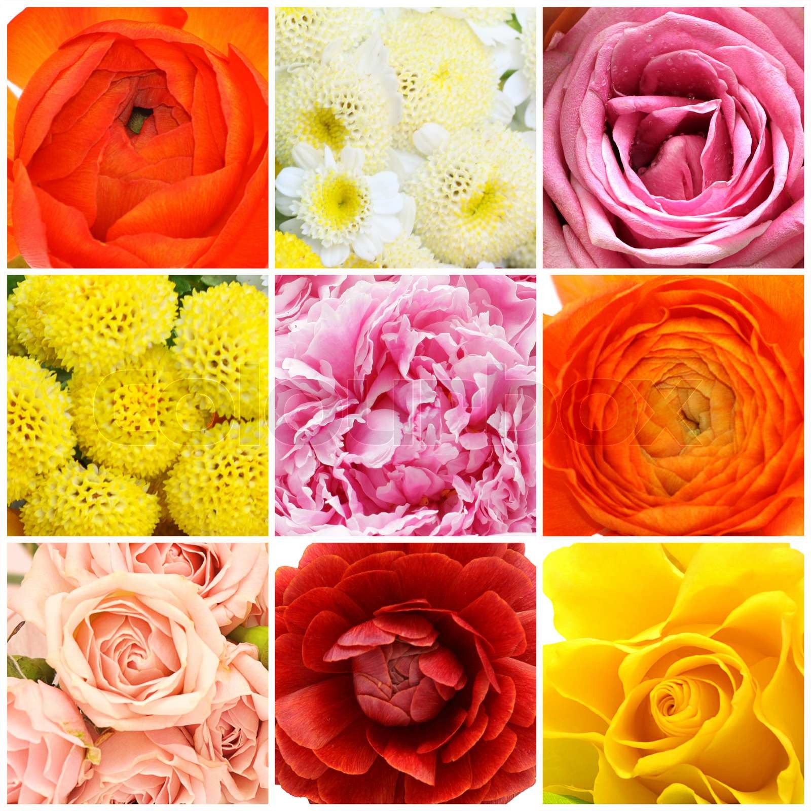 beautiful flowers collage: pink rose, peony, red and orange buttercup ...
