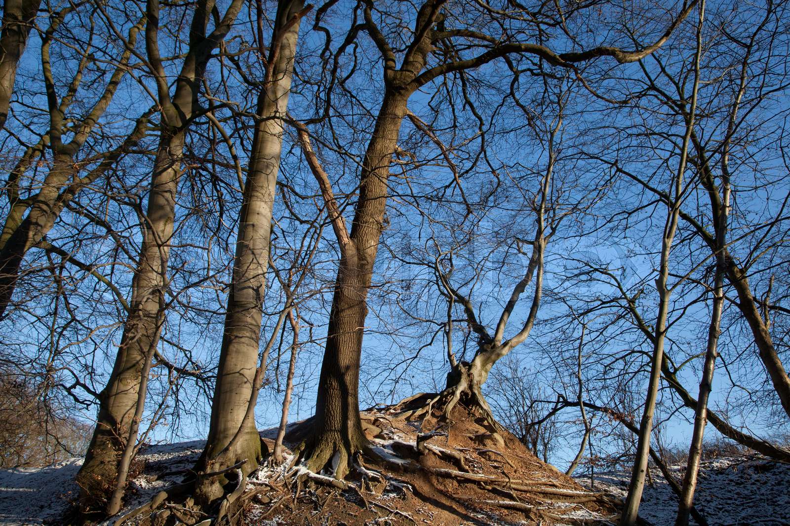 Tree trunk and roots details | Stock image | Colourbox