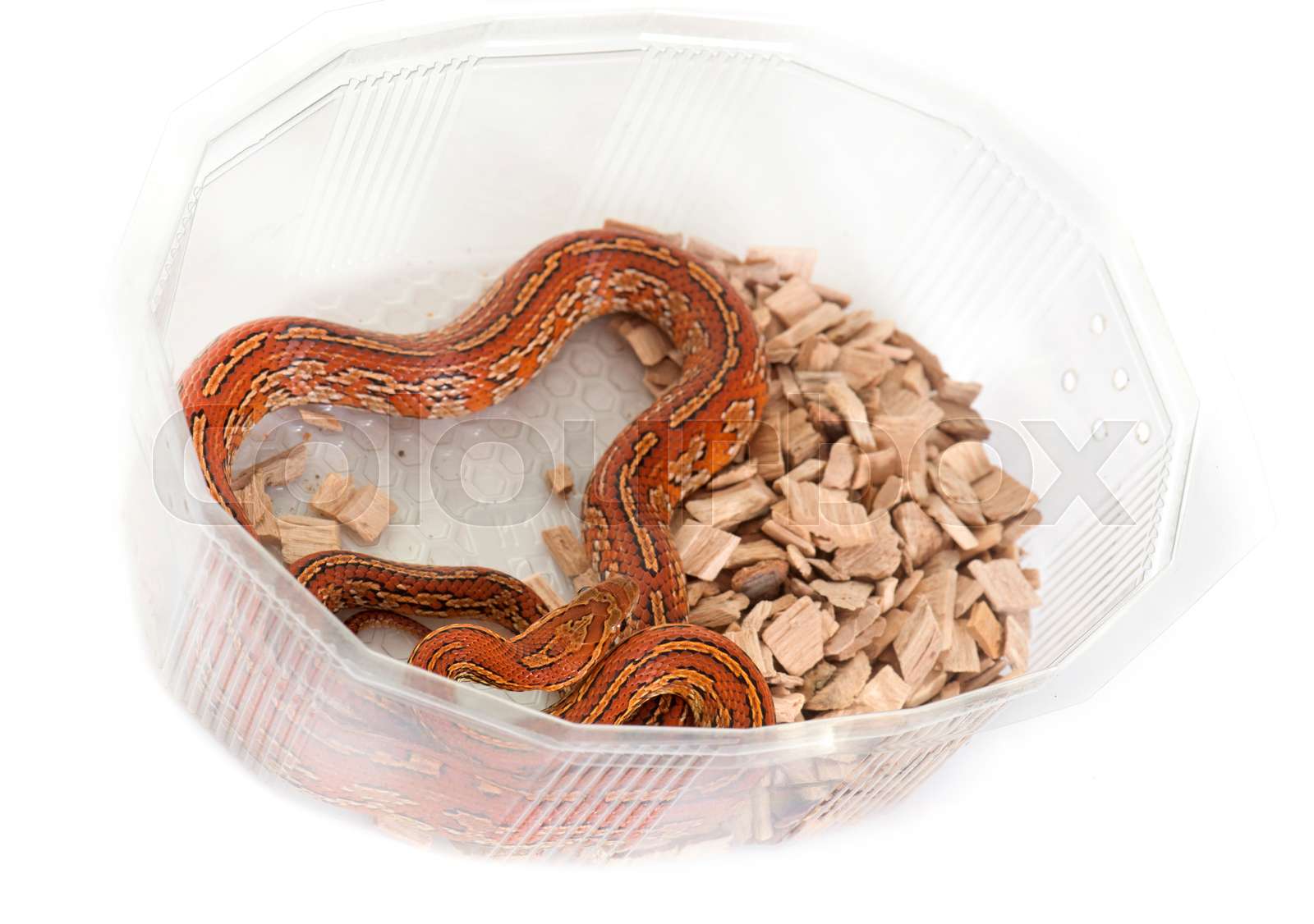 corn snake in box | Stock image | Colourbox