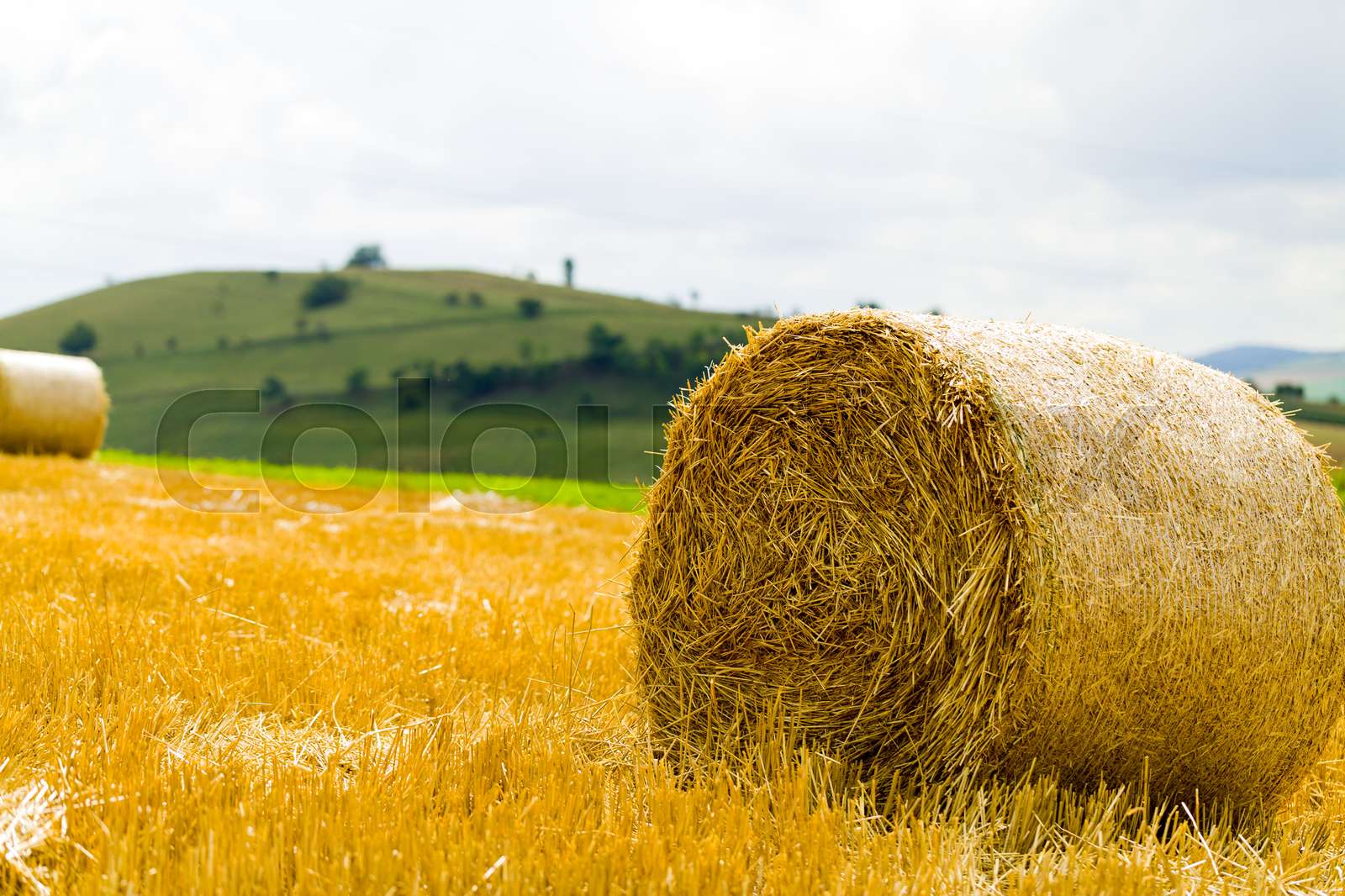 Good crop | Stock image | Colourbox