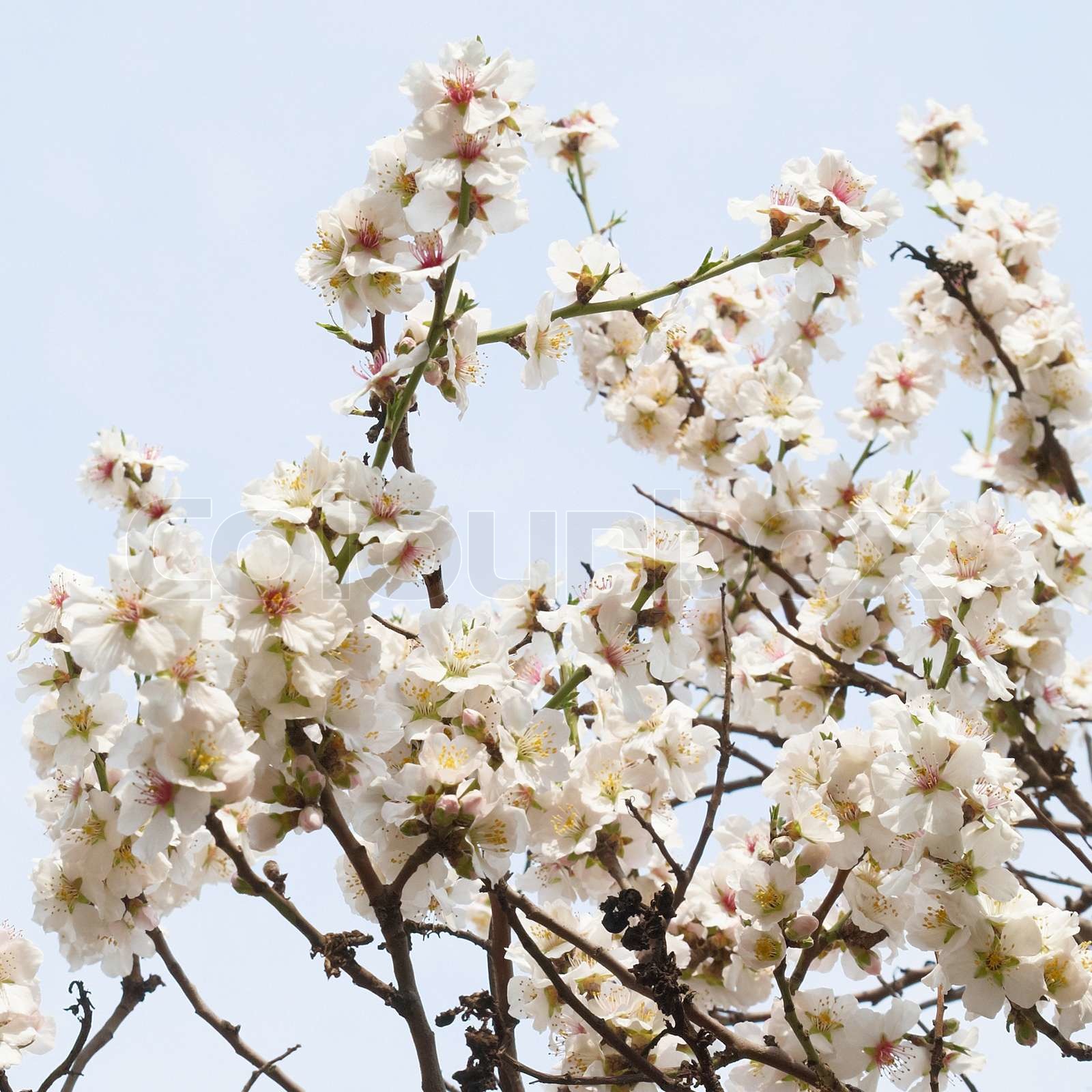Der Mandelbaum rosa Blüten mit Niederlassungen | Stock Bild | Colourbox