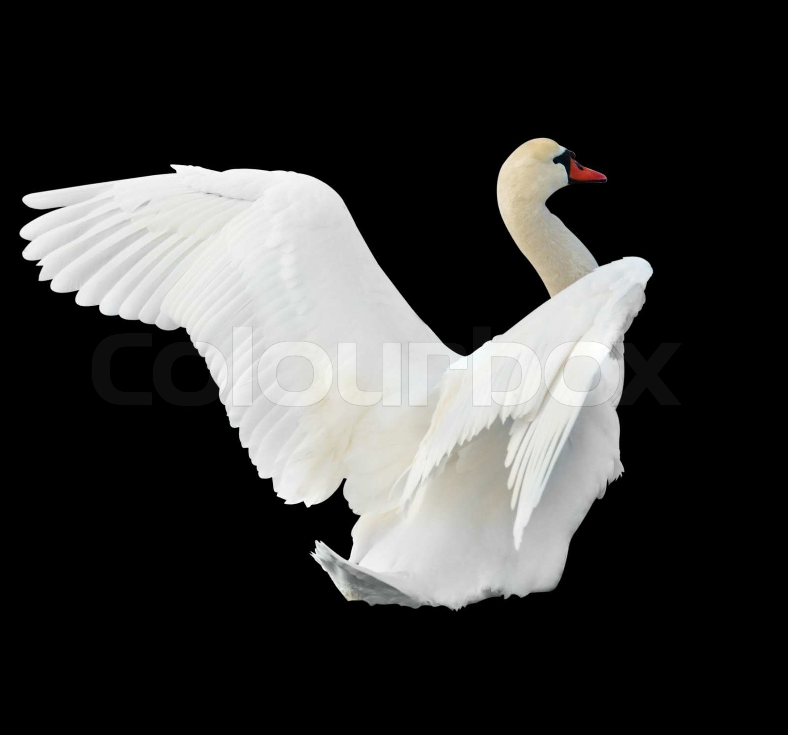 Hvide svaner på vandet isoleret på sort baggrund med sti . | Stock foto ...