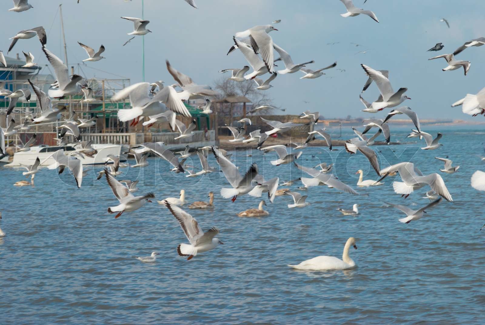 Flok af måger flyver over havet. | Stock foto | Colourbox