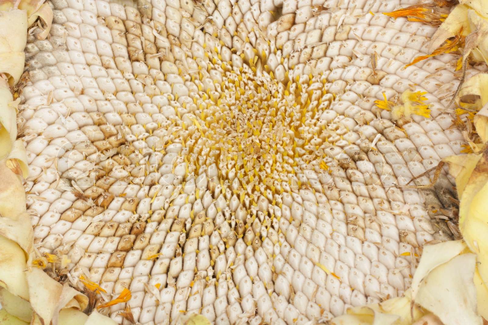 white sunflower seeds in | Stock image | Colourbox