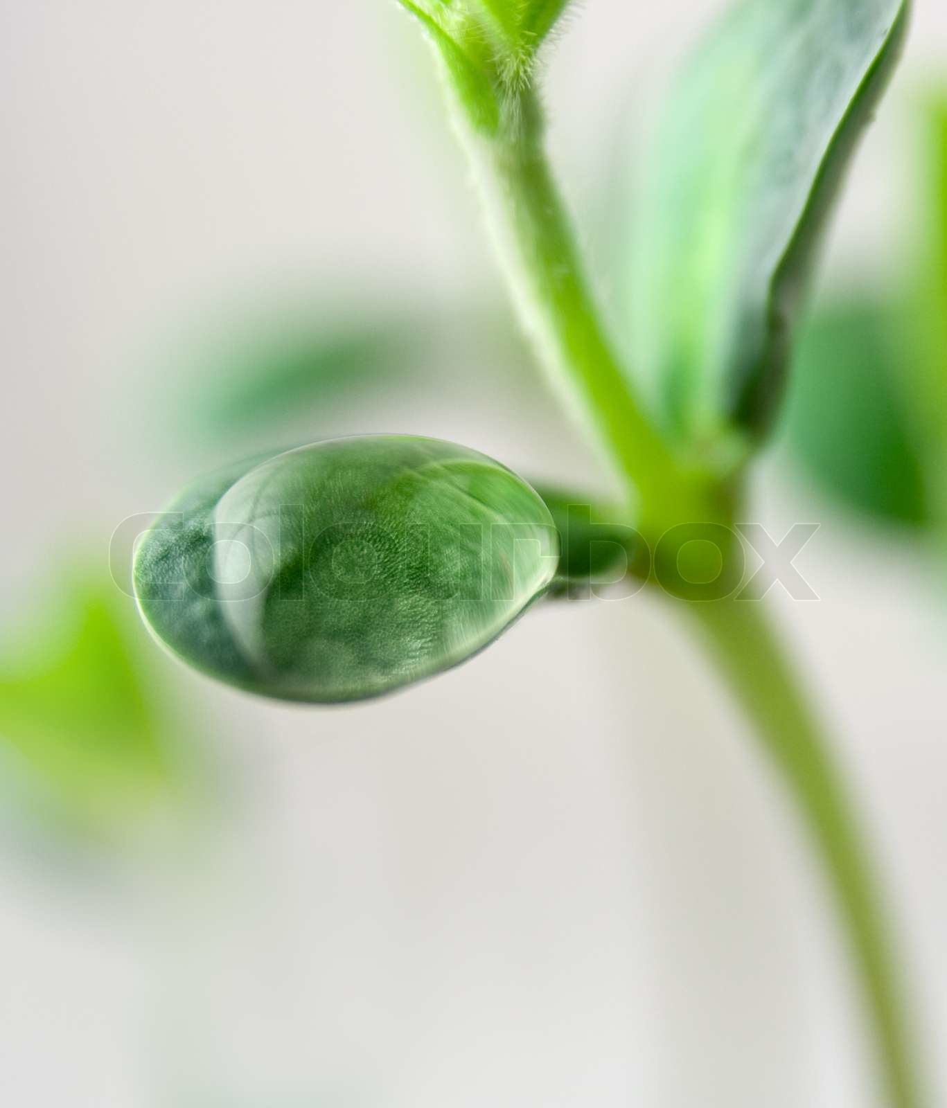 sojabønne, plante, soja | Stock foto | Colourbox