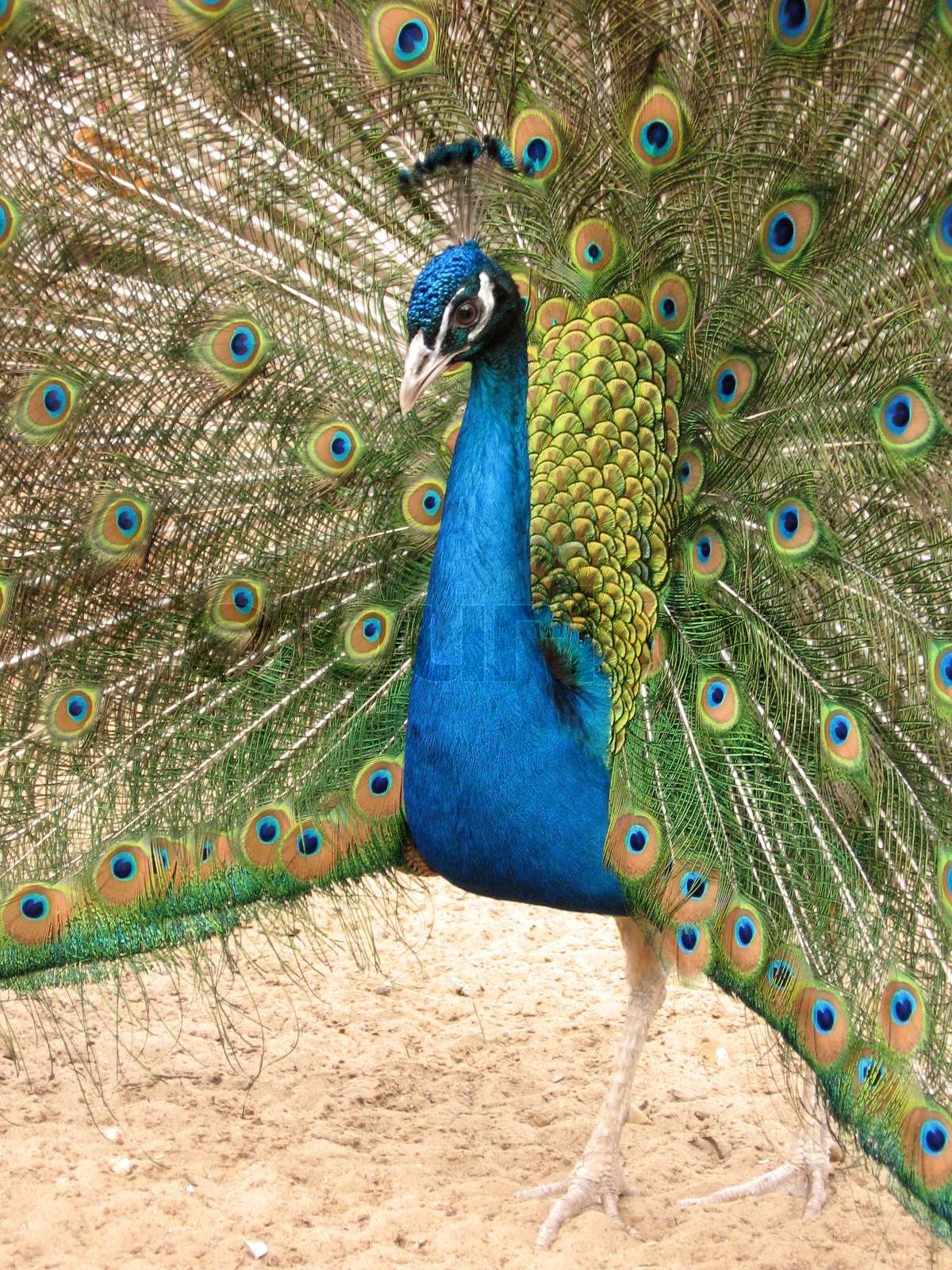 Fabelhafte Schwanz Von Vogel Fotos