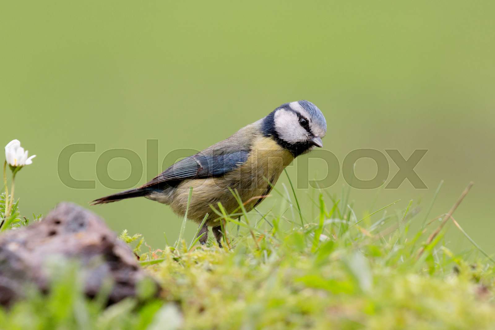 Nice tit with blue head looking up | Stock image | Colourbox