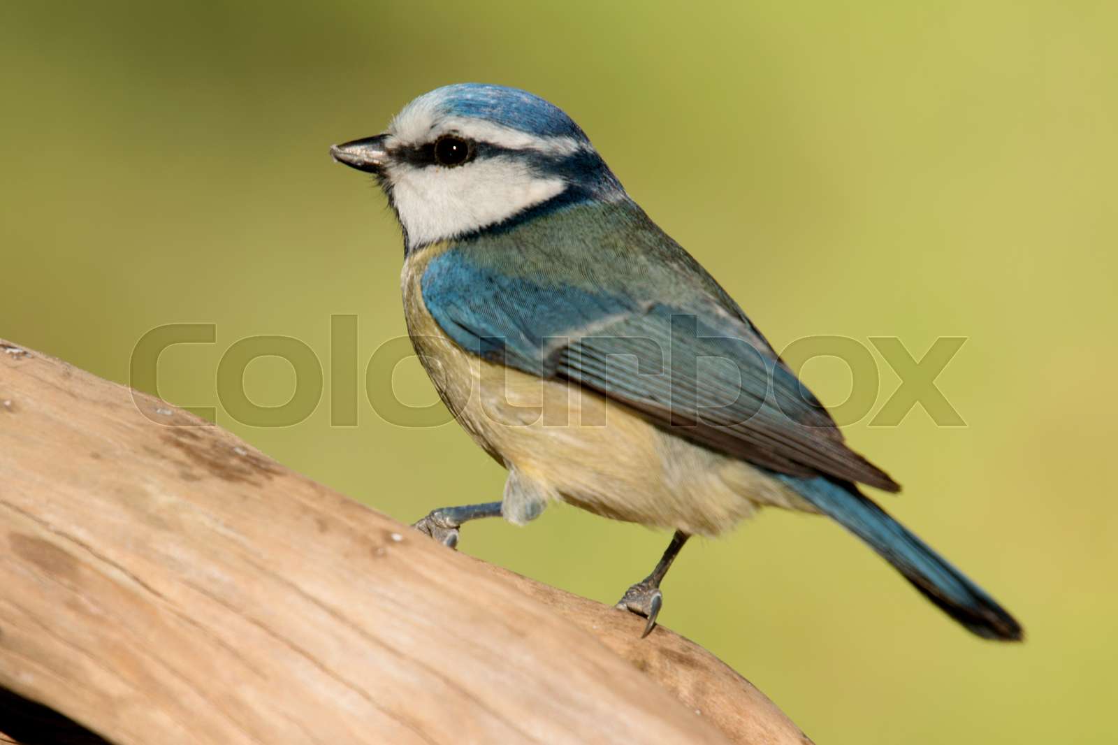 Nice tit with blue head looking up | Stock image | Colourbox