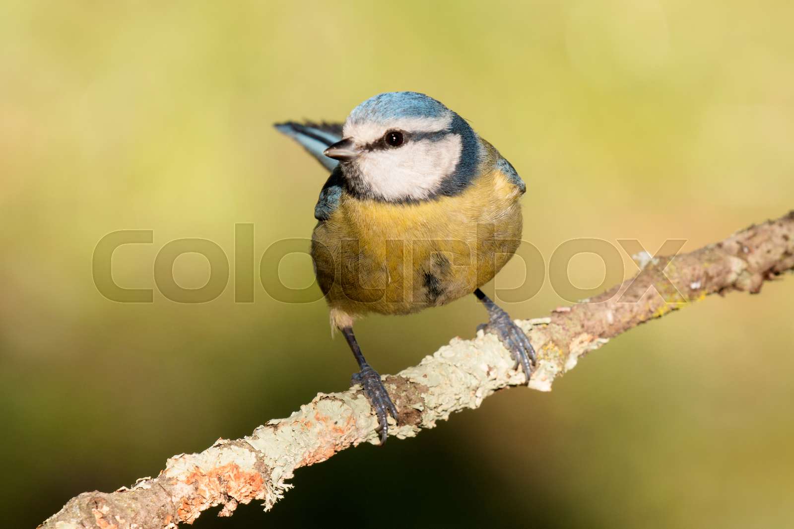 Nice tit with blue head looking up | Stock image | Colourbox