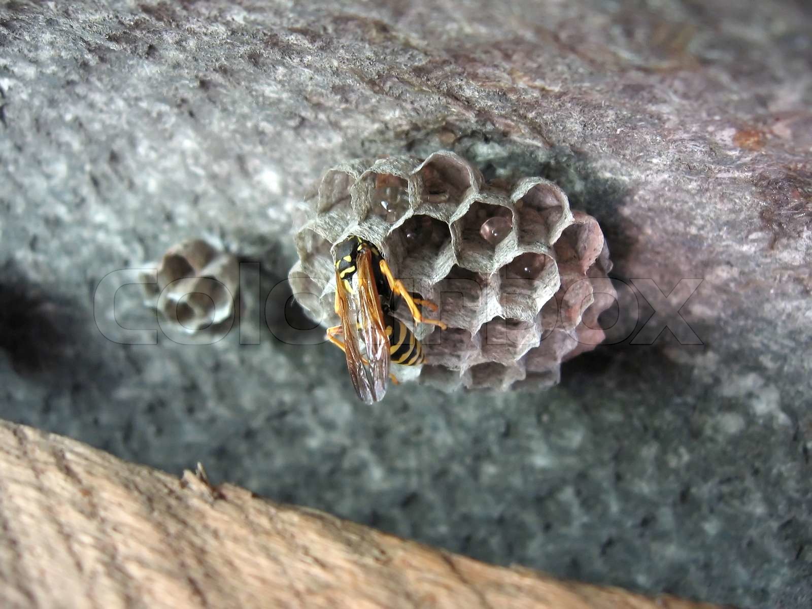 Elegantes Wie Schnell Bauen Wespen Ein Nest Fotos