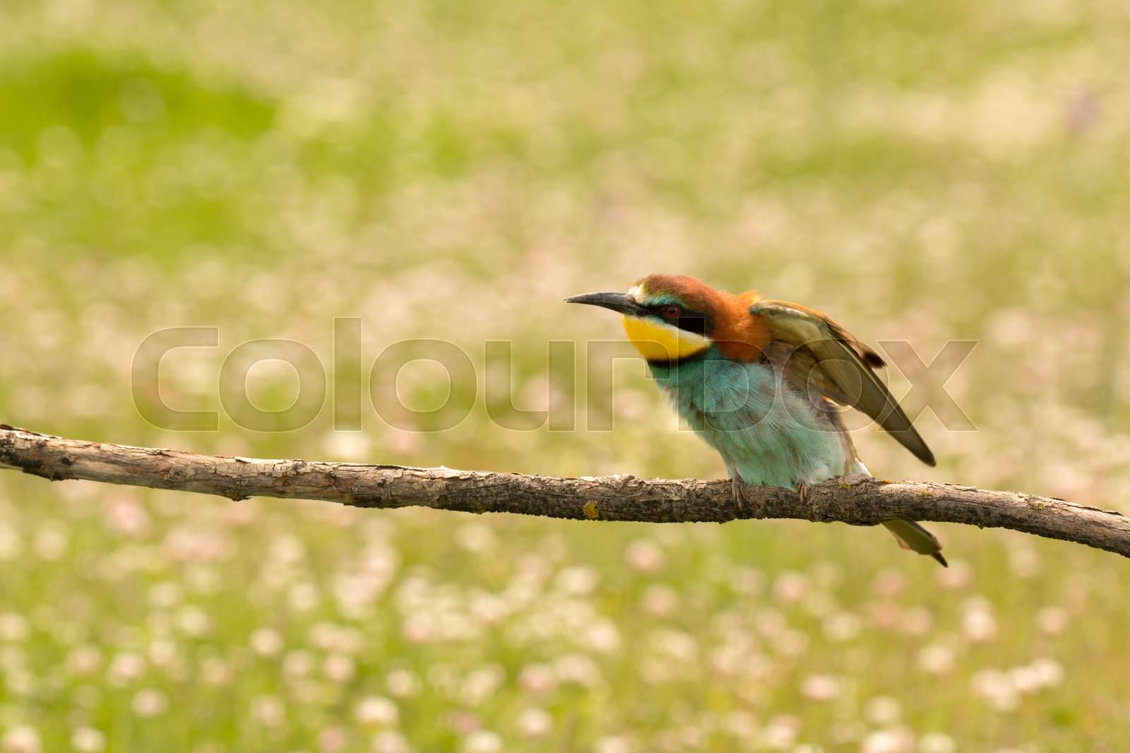 Pair of bee-eaters | Stock image | Colourbox