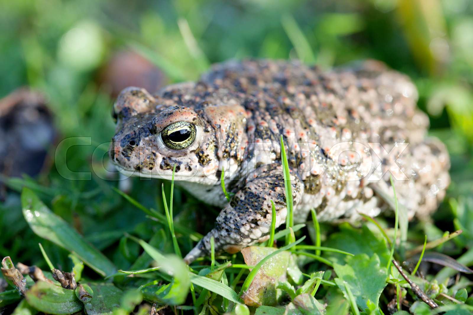 Frog with bulging green eyes | Stock image | Colourbox