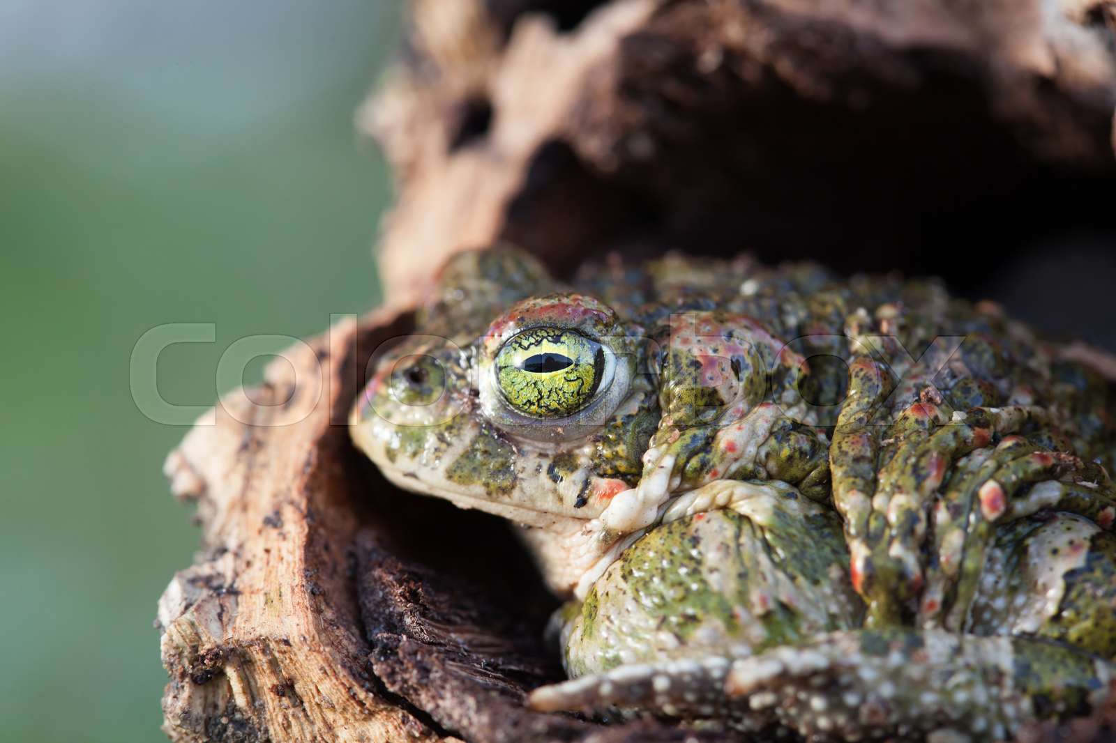 Frog with bulging green eyes | Stock image | Colourbox