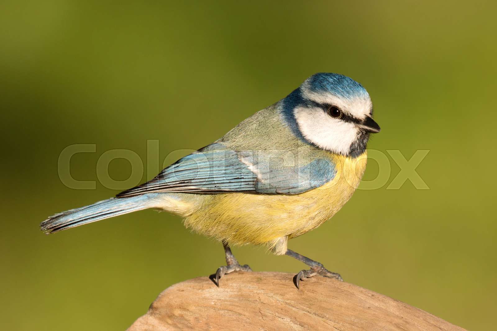 Nice tit with blue head | Stock image | Colourbox