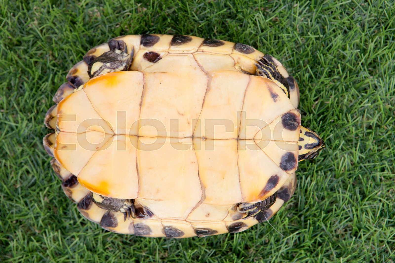 Green and yellow common turtle | Stock image | Colourbox