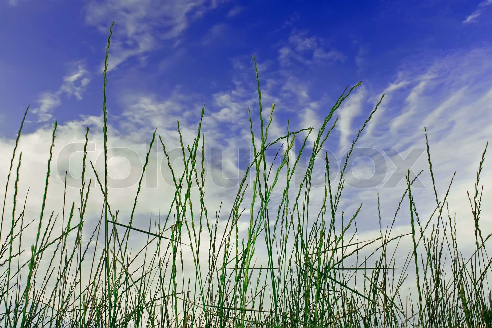 Tops von grünem Getreide Unkraut auf dem bewölkten Himmel Hintergrund ...