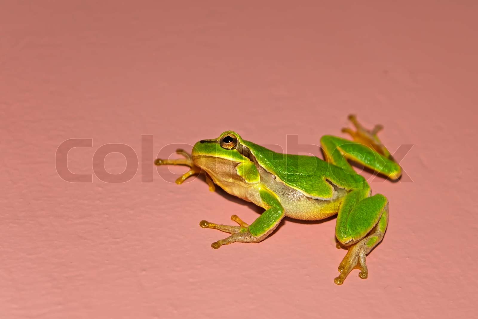 Green tree frog crawling along the vertical wall, night photo | Stock ...