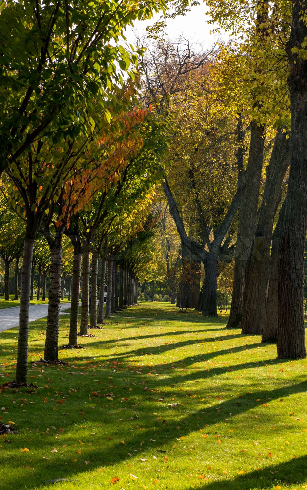 Autumn sunny day in the park | Stock image | Colourbox