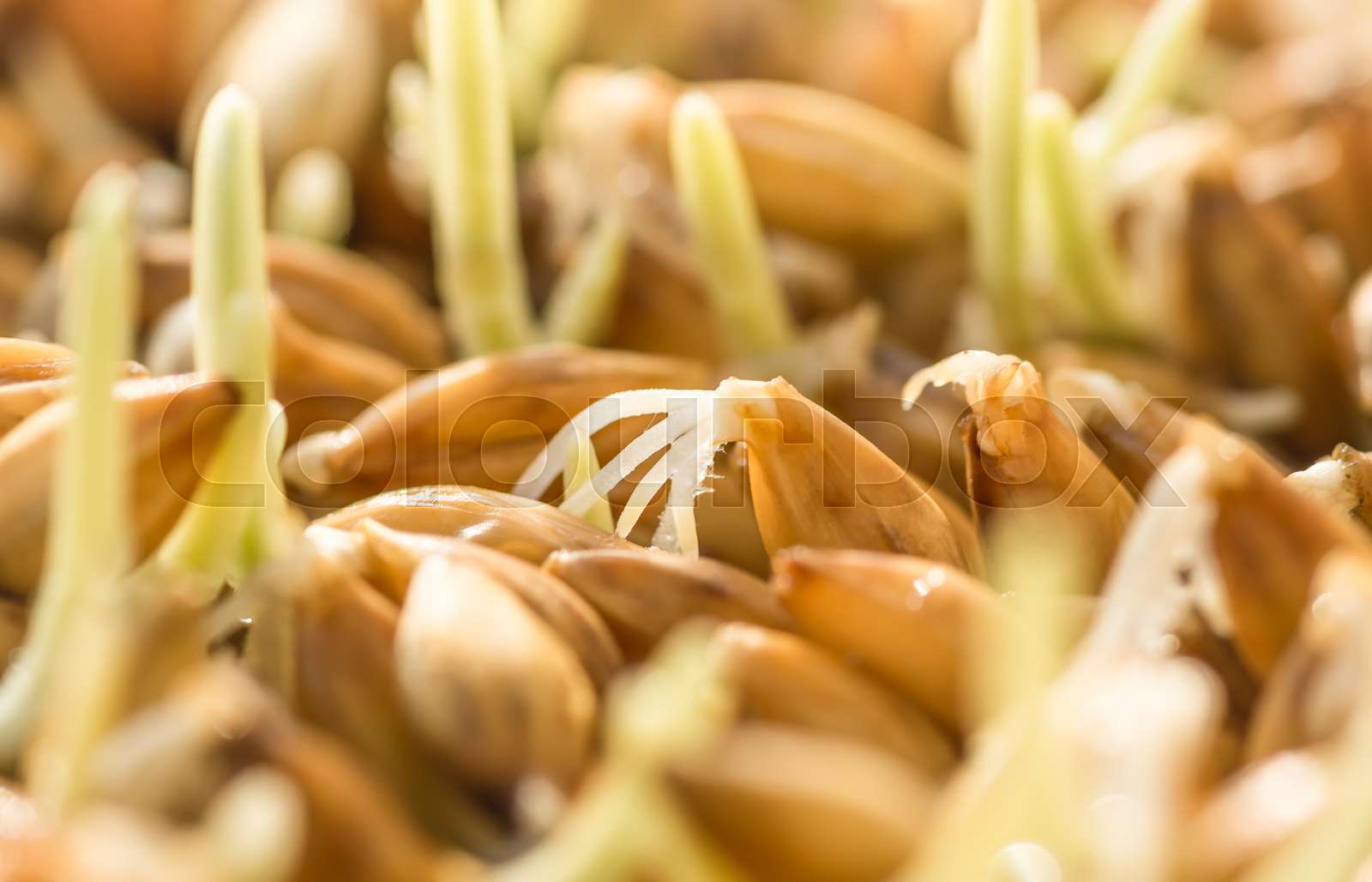 Small barley sprouts | Stock image | Colourbox
