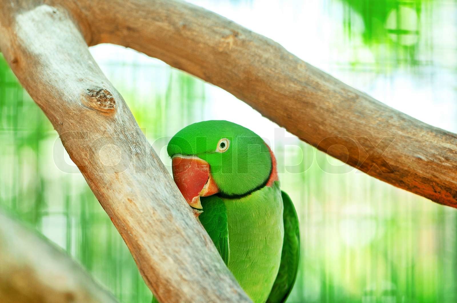 Colourful parrot bird sitting on the perch | Stock image | Colourbox