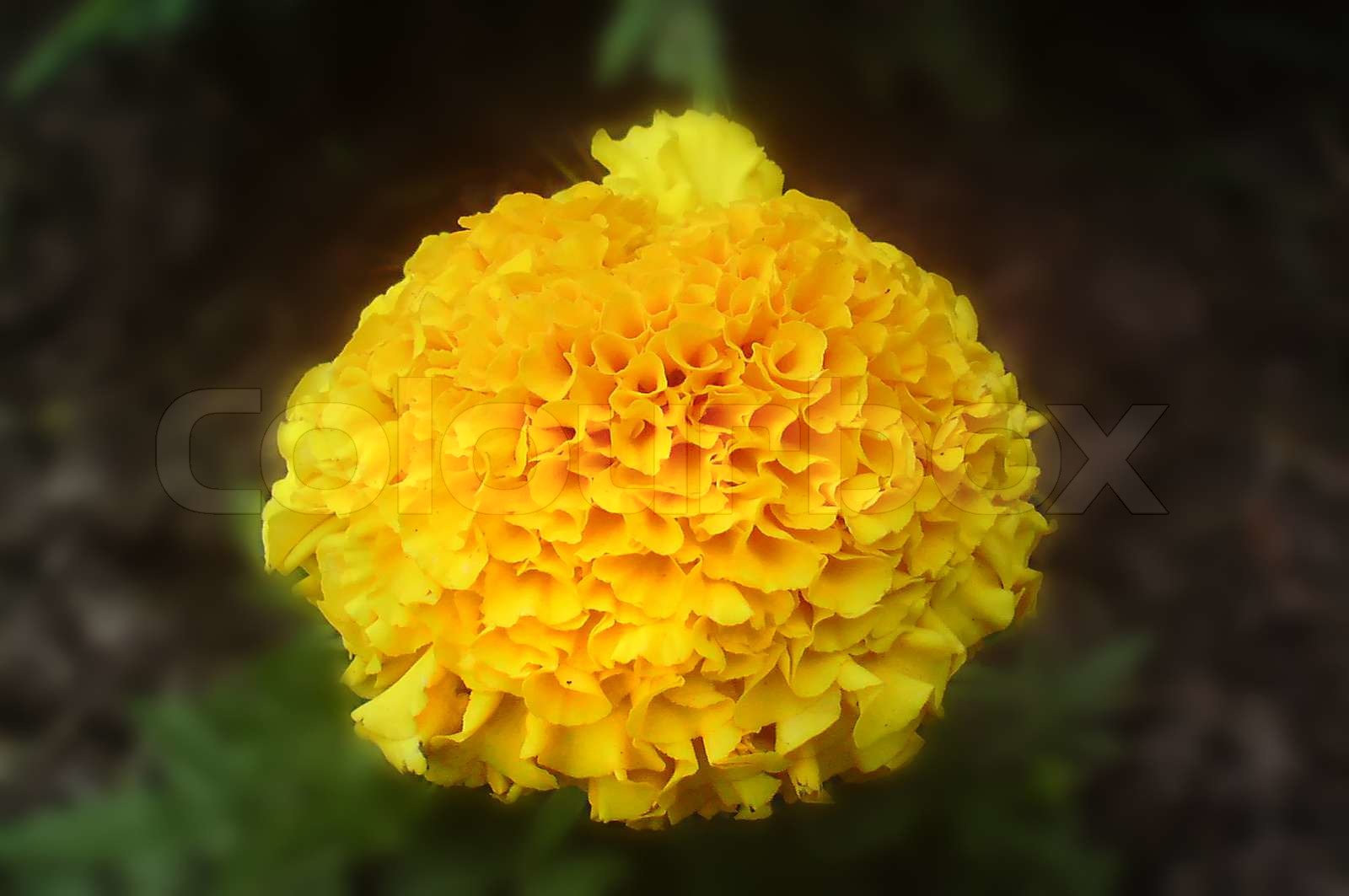 Gelbe Nelke flowe . | Stock Bild | Colourbox