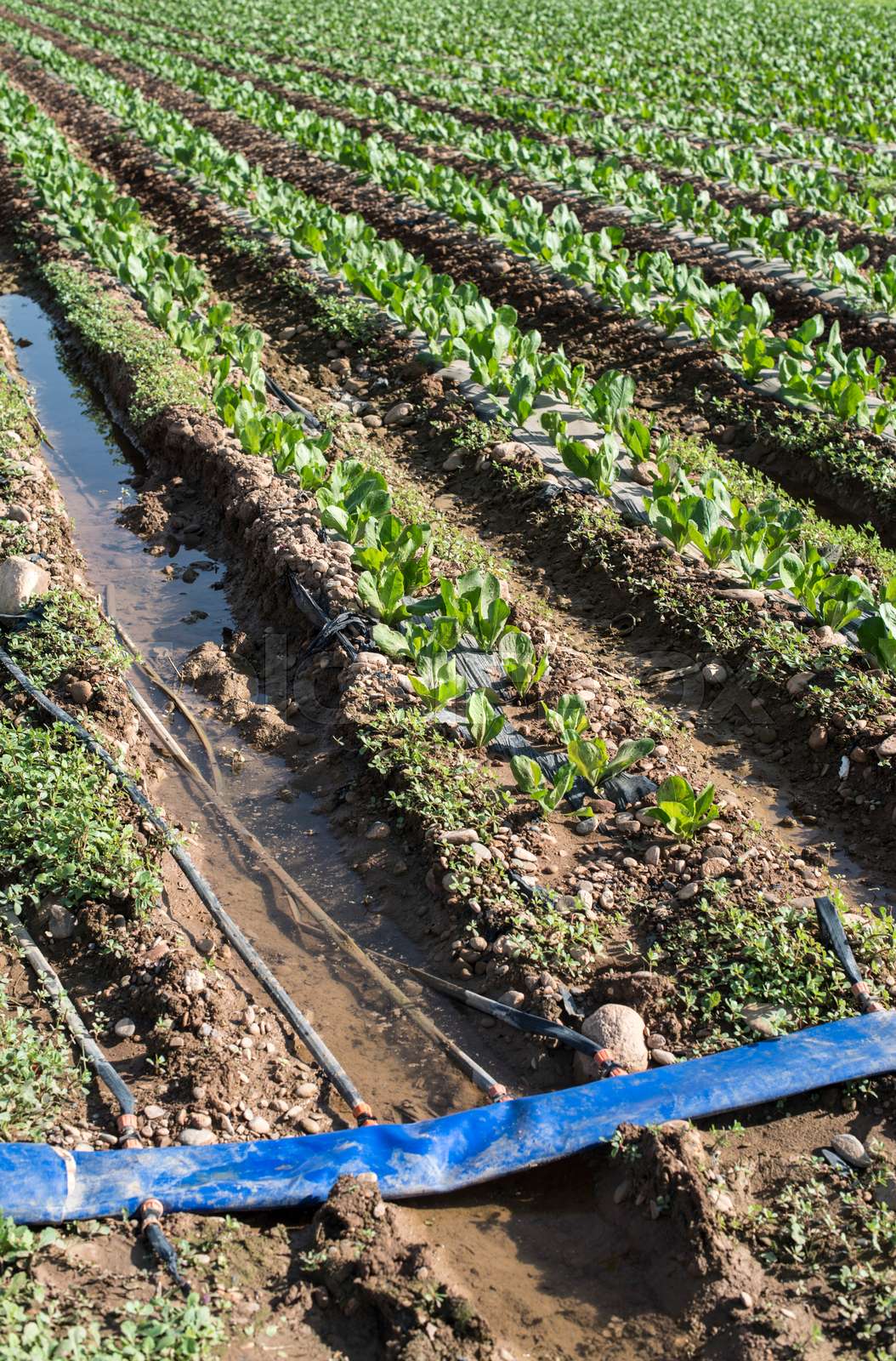 Irrigation of vegetables | Stock image | Colourbox