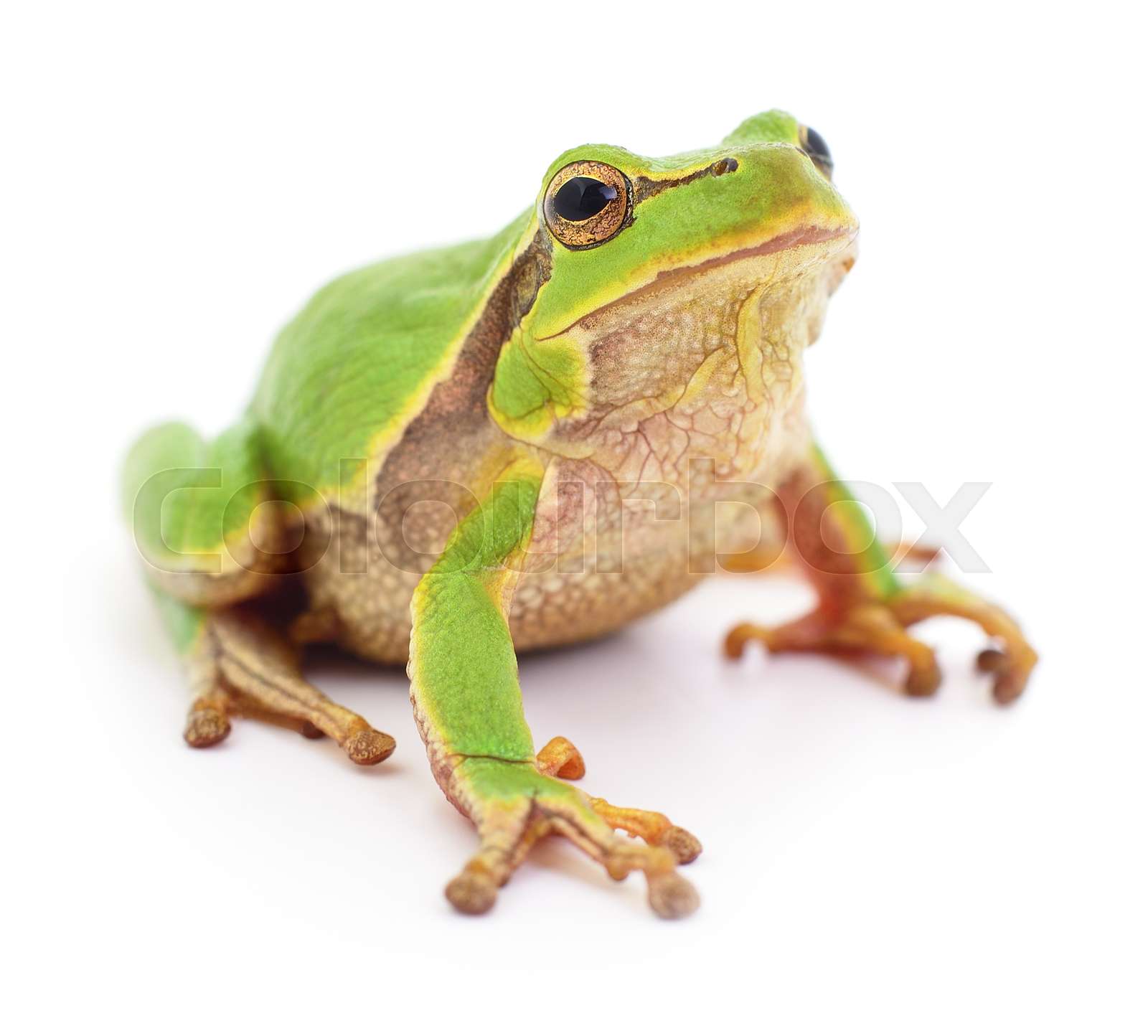 Small tree frog. | Stock image | Colourbox