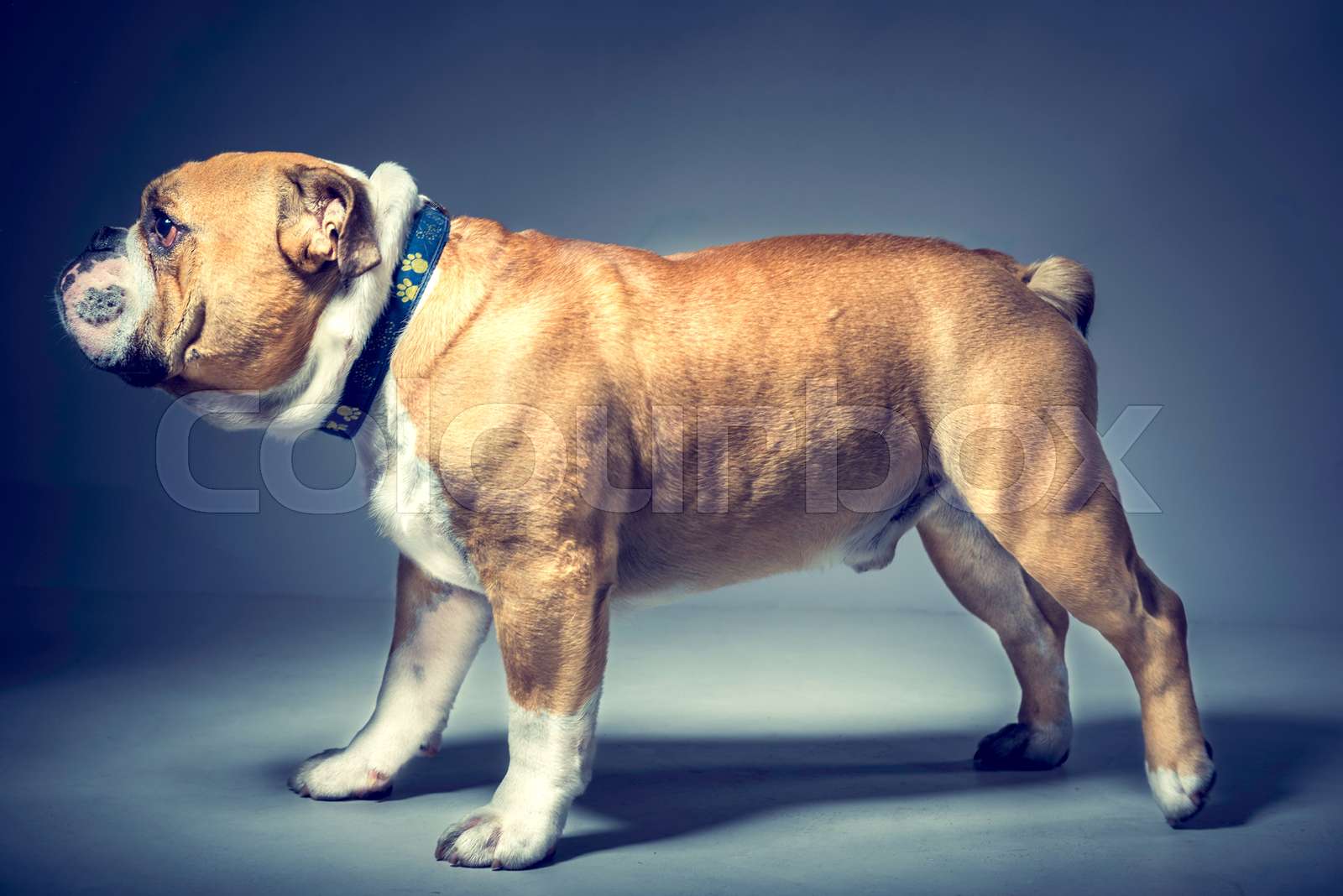 Male of English bulldog posing | Stock image | Colourbox
