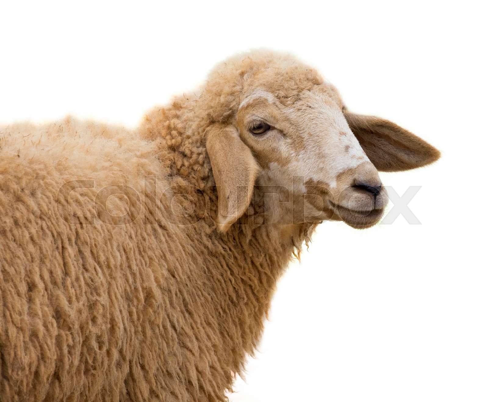 White Sheep White Background