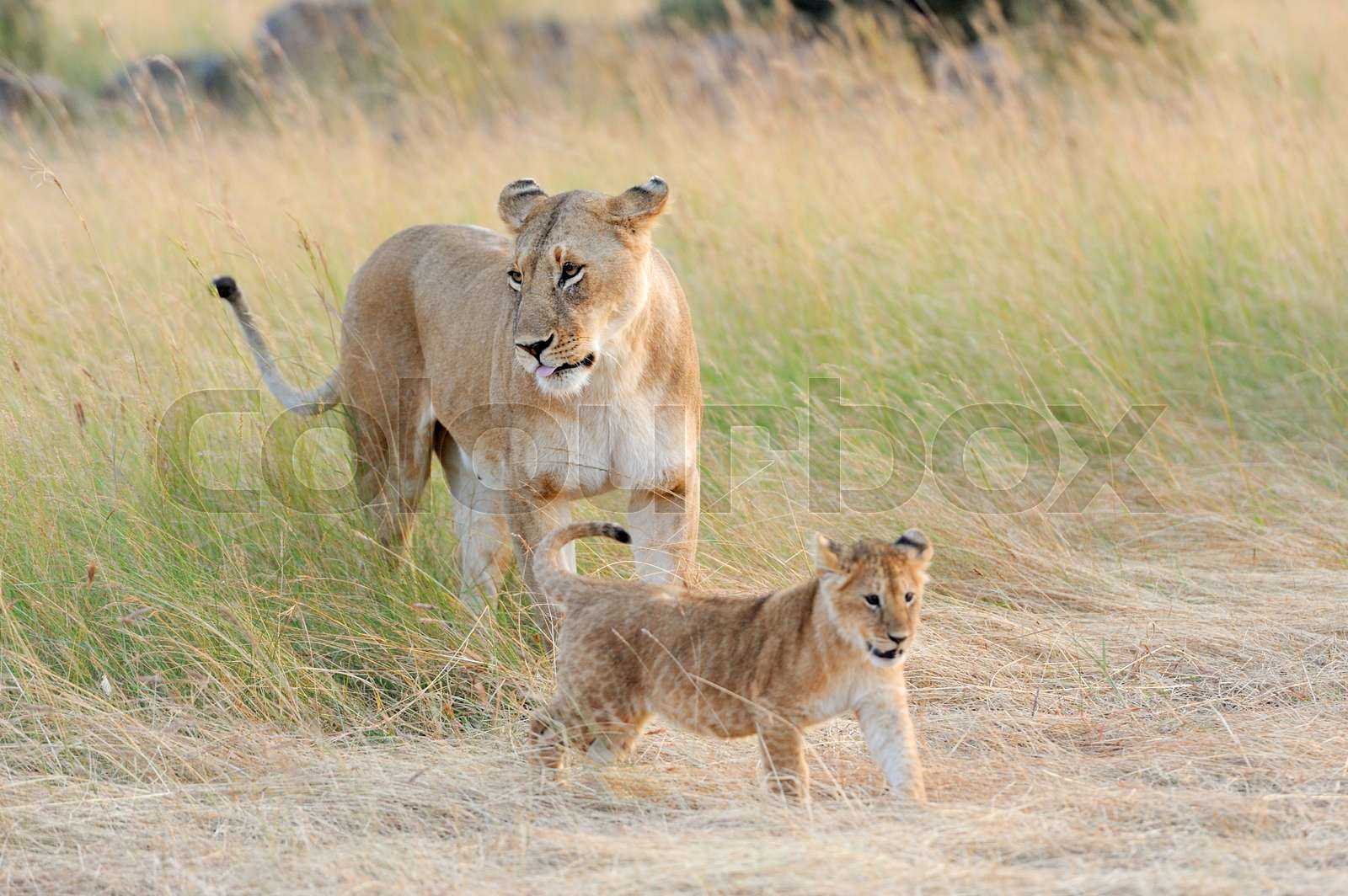 African lion cub | Stock image | Colourbox