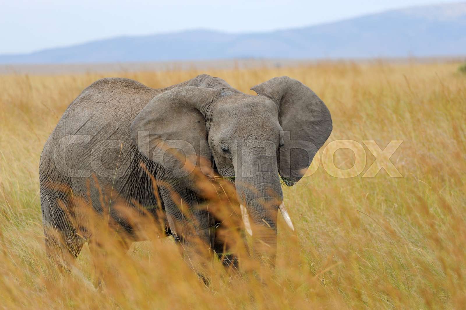 Elephant in National park of Kenya | Stock image | Colourbox