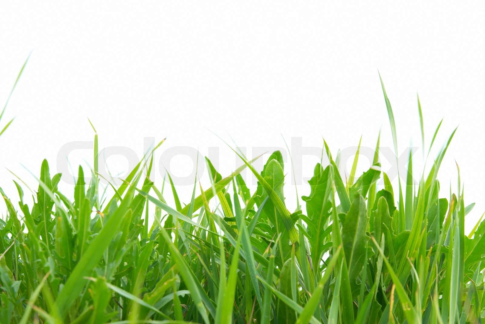 Grünes Gras auf dem weißen Hintergrund isoliert | Stock Bild | Colourbox