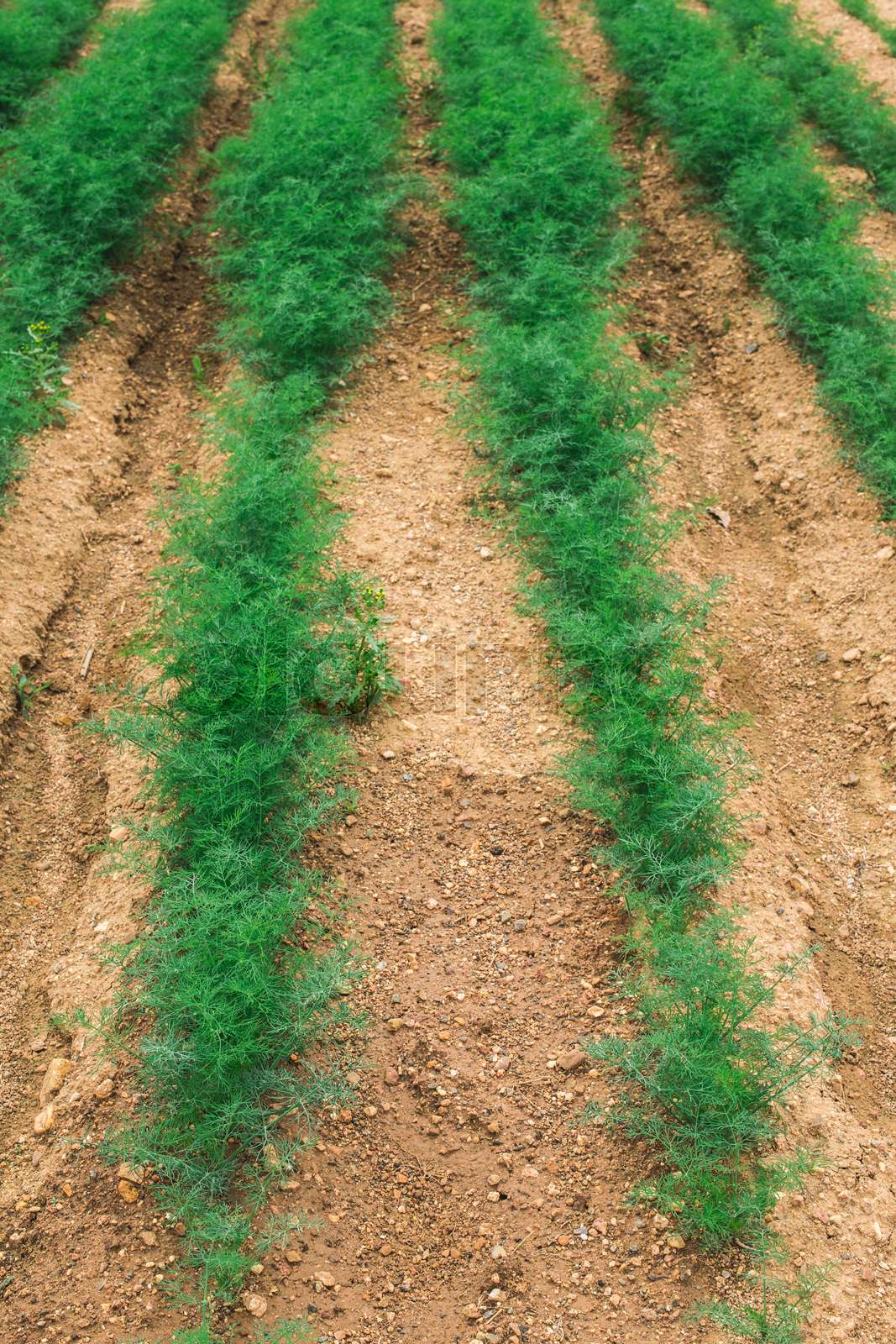 Field planted with dill | Stock image | Colourbox