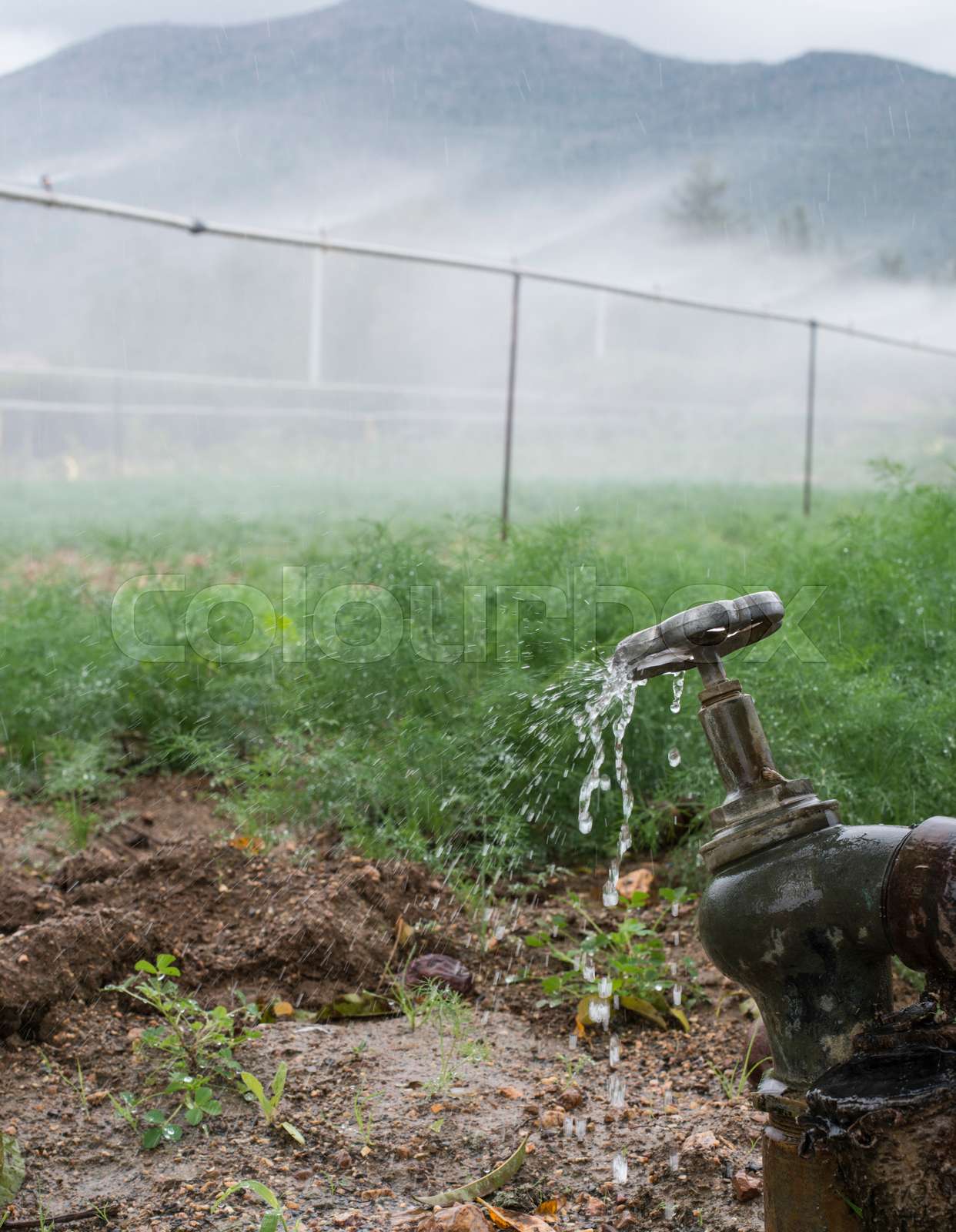 Pipes and tap water for watering plants | Stock image | Colourbox
