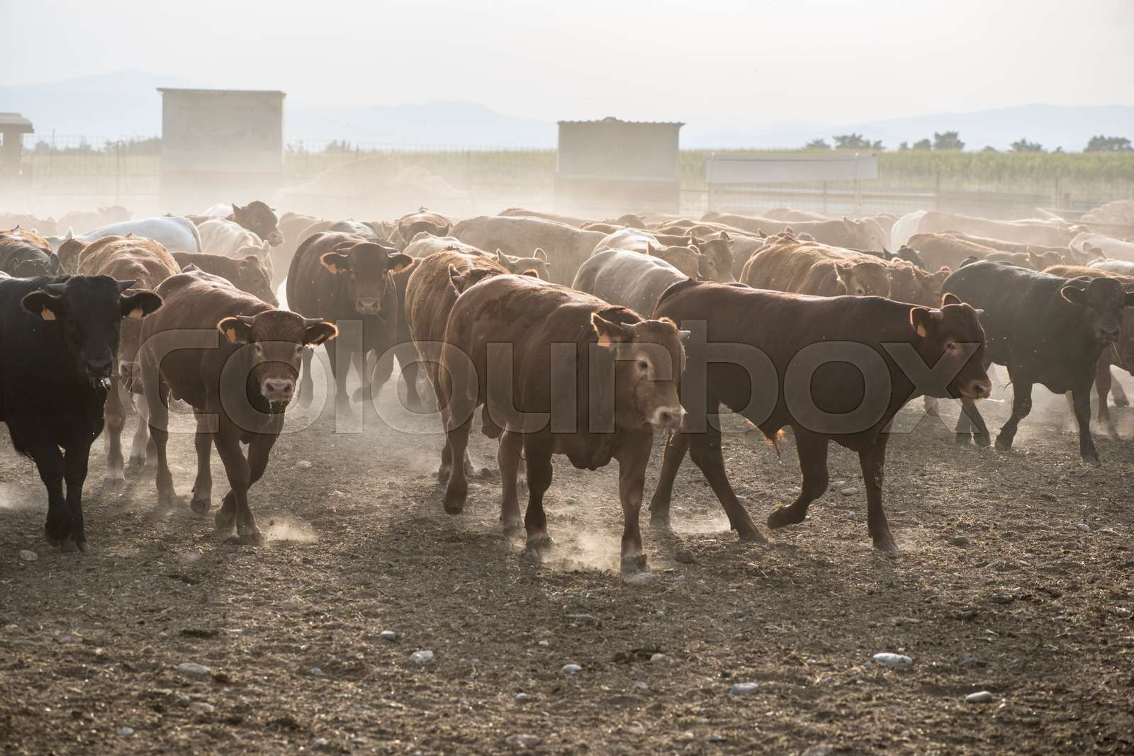Bulls in a farm | Stock image | Colourbox