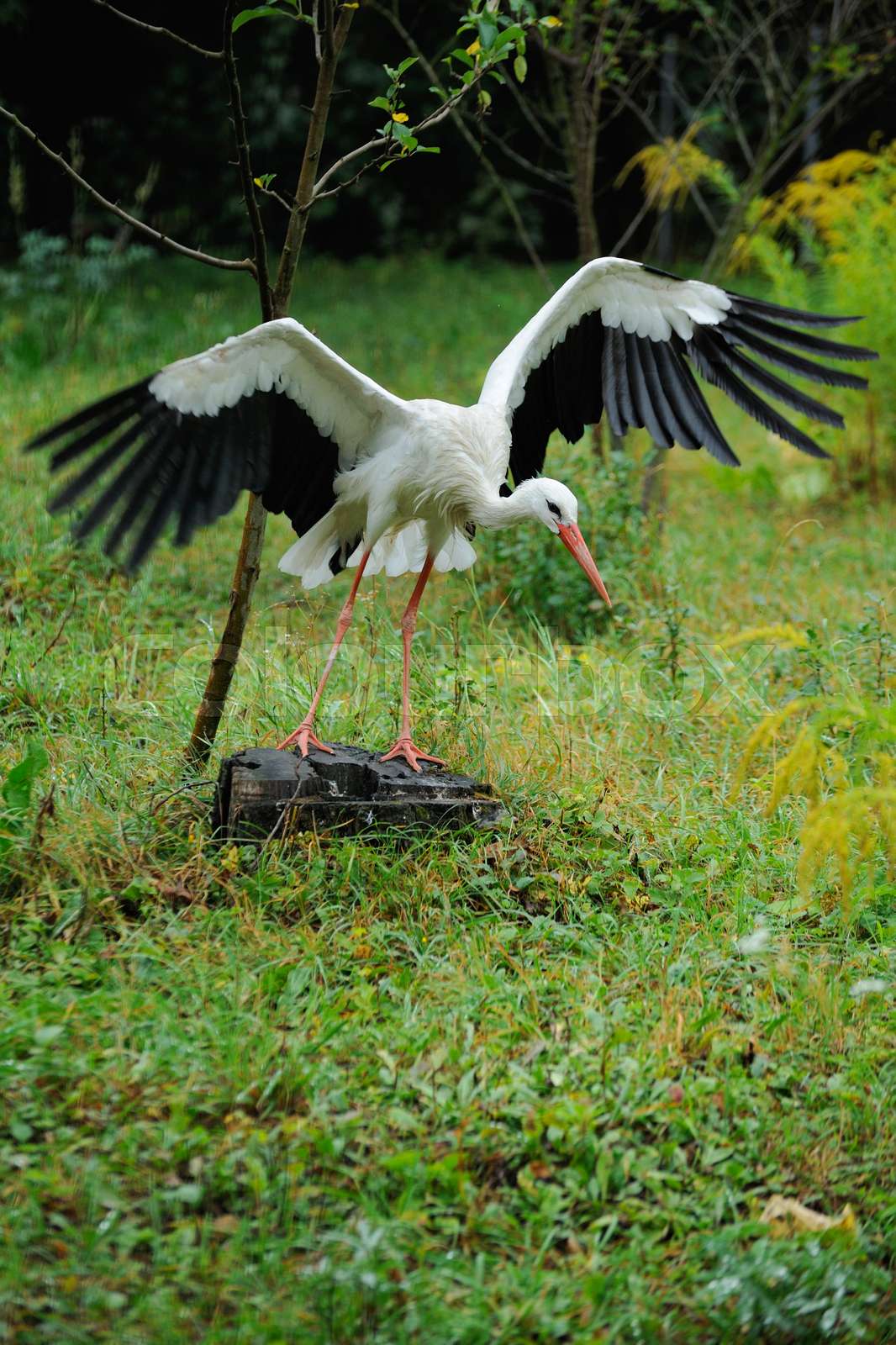 Adult stork in its habitat | Stock image | Colourbox