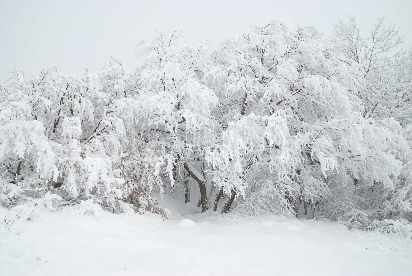 Winter forest- snow and beautiful icy trees | Stock image | Colourbox