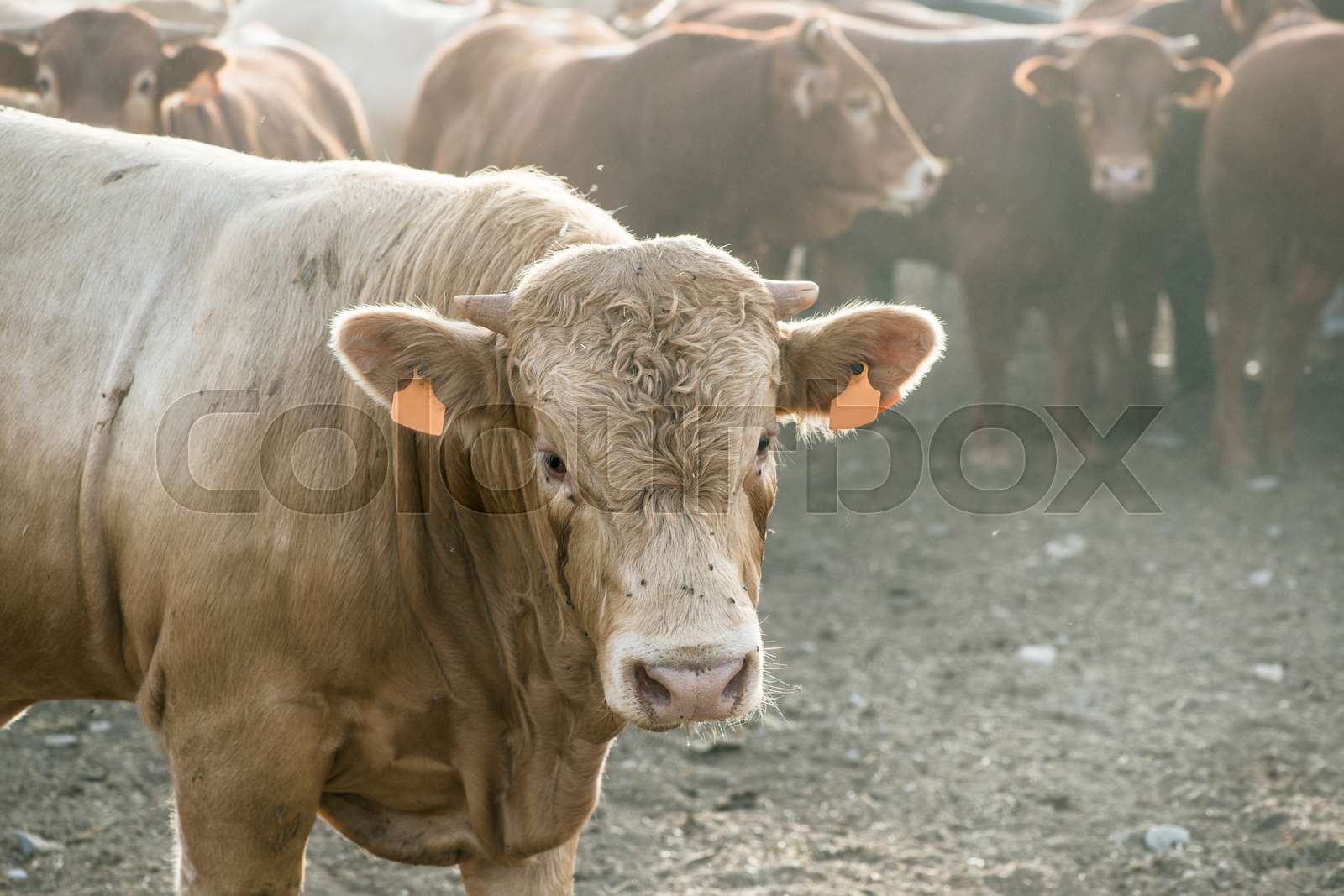 One bull in farm | Stock image | Colourbox
