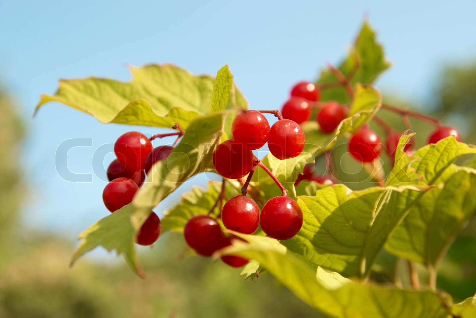 Bunches of red snowball tree berryes (Viburnum opulus) | Stock image ...