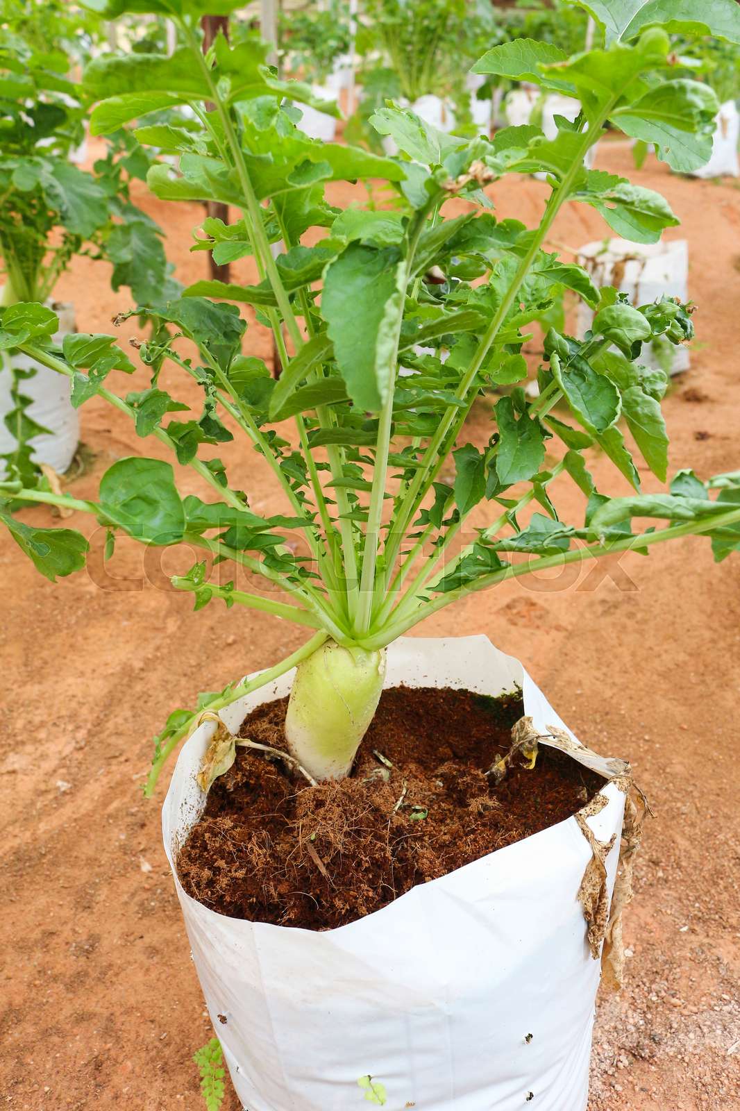 radise, rå, stor | Stock foto | Colourbox