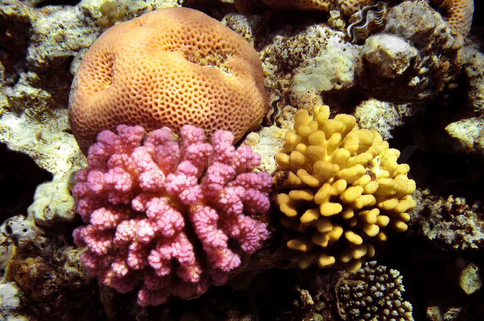 There are different types of corals, Red Sea, Egypt | Stock image ...