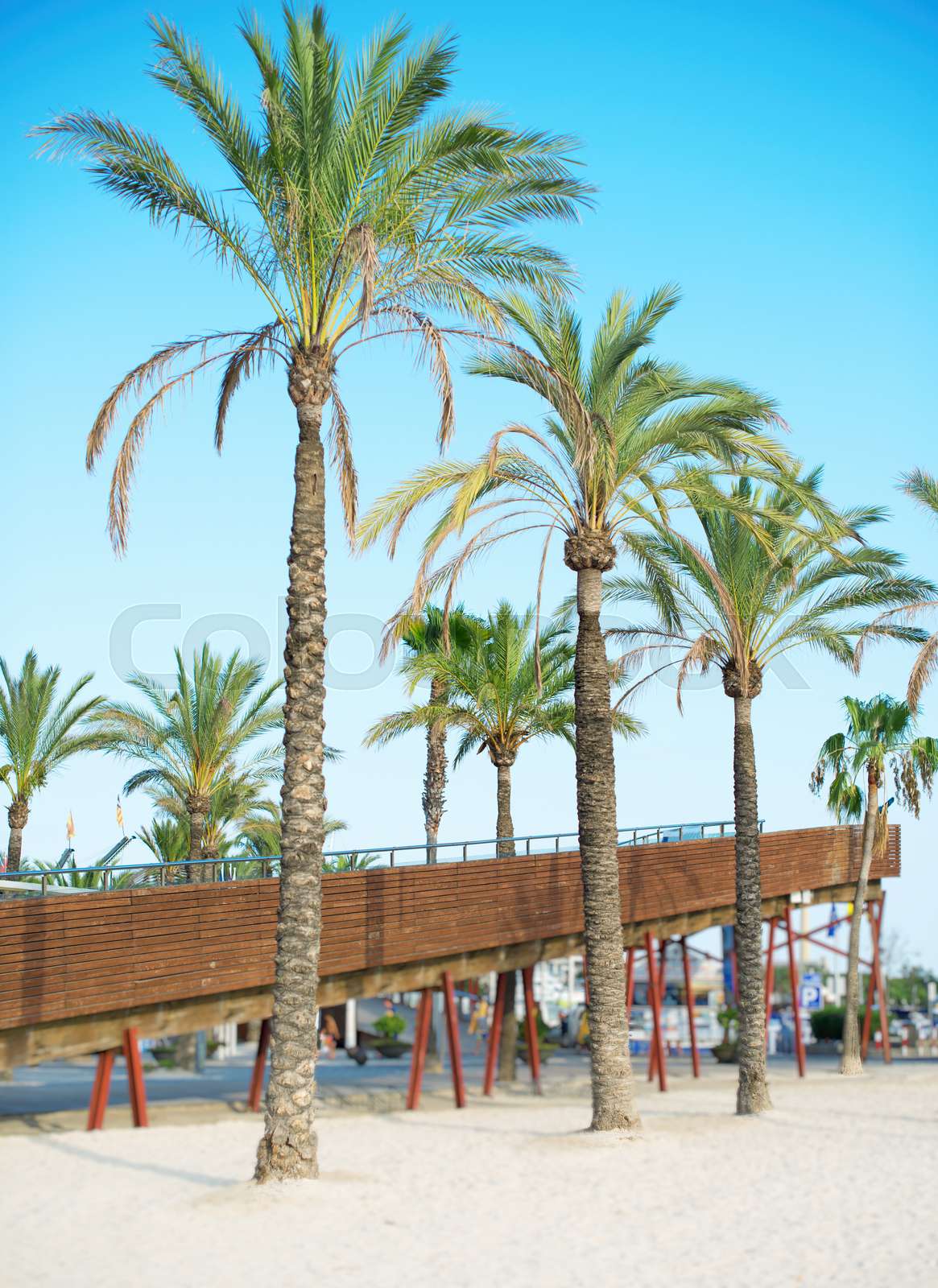 Promenade with palm trees in the Port de Alcudia. | Stock image | Colourbox