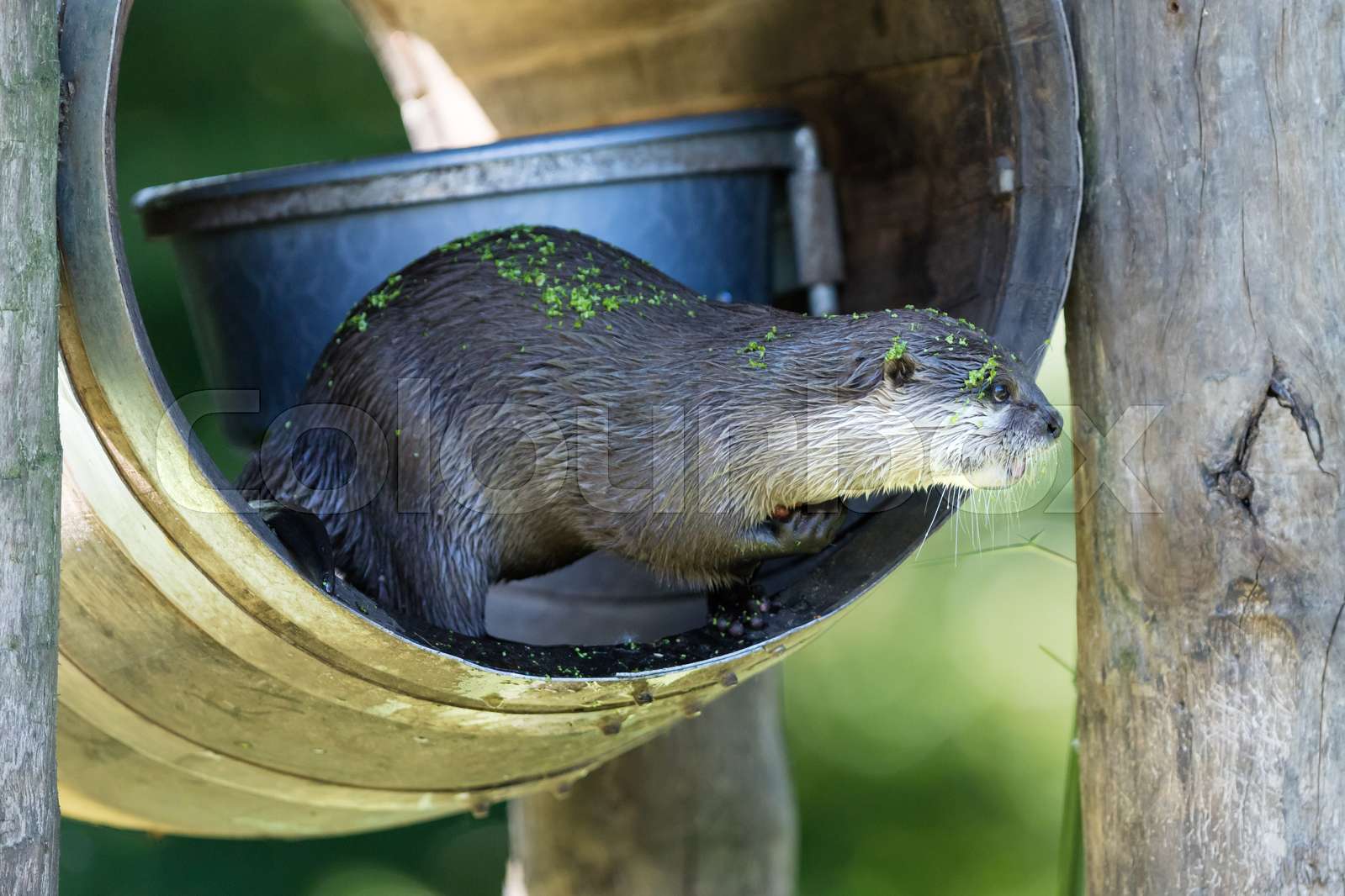 Close-up of an otter eating special food | Stock image | Colourbox