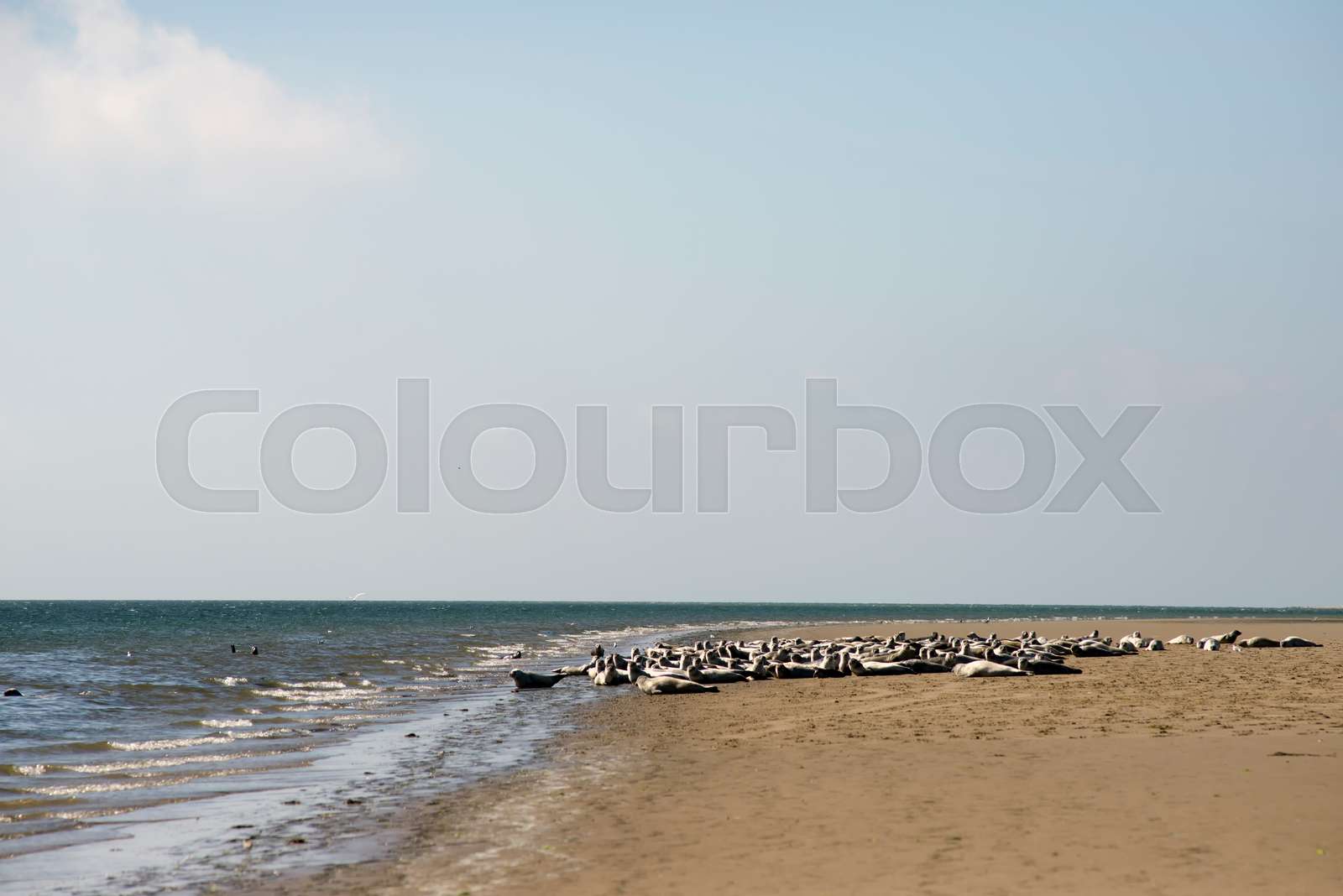 Seals in the Danish Wadden Sea | Stock image | Colourbox