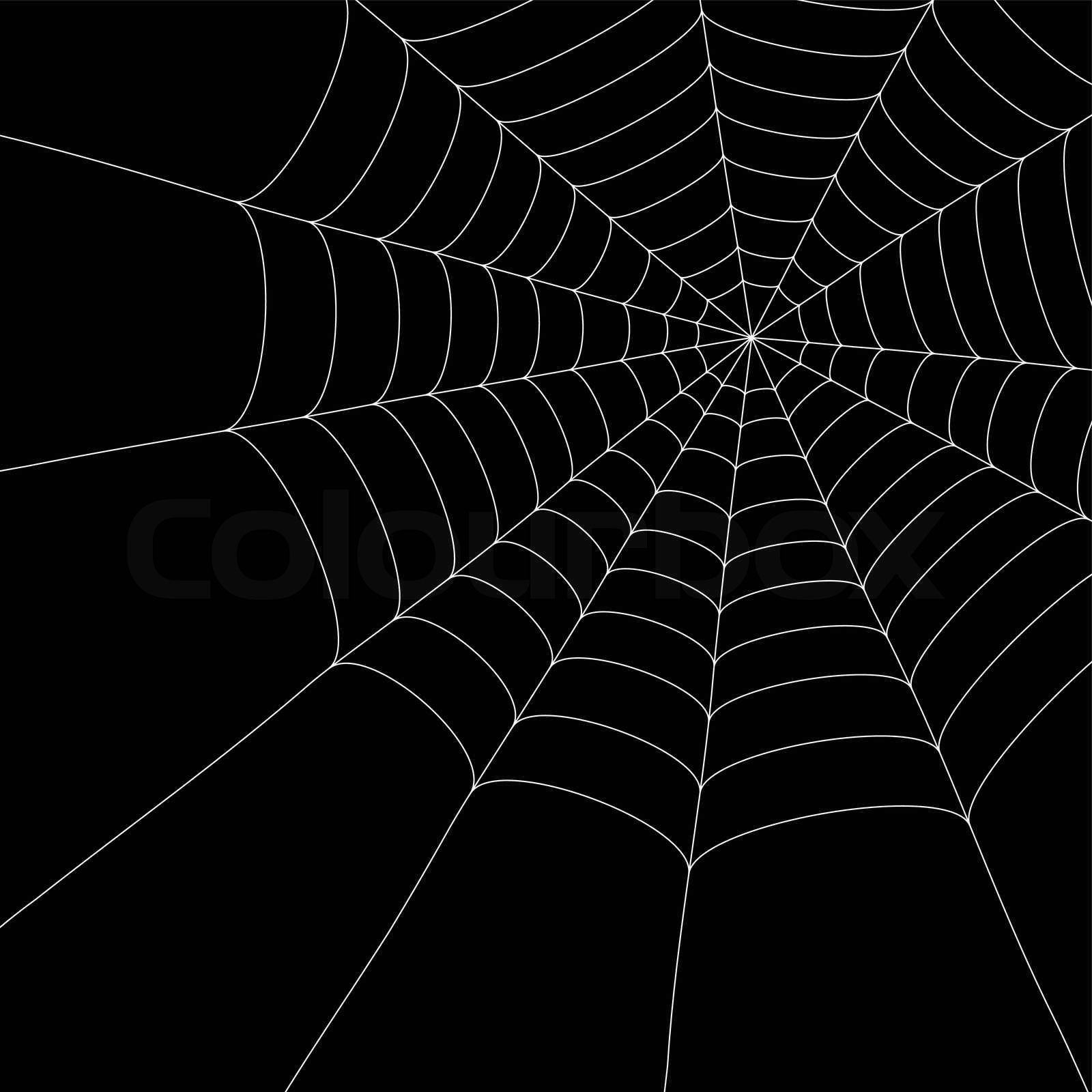 white spider web isolated on the | Stock vector | Colourbox