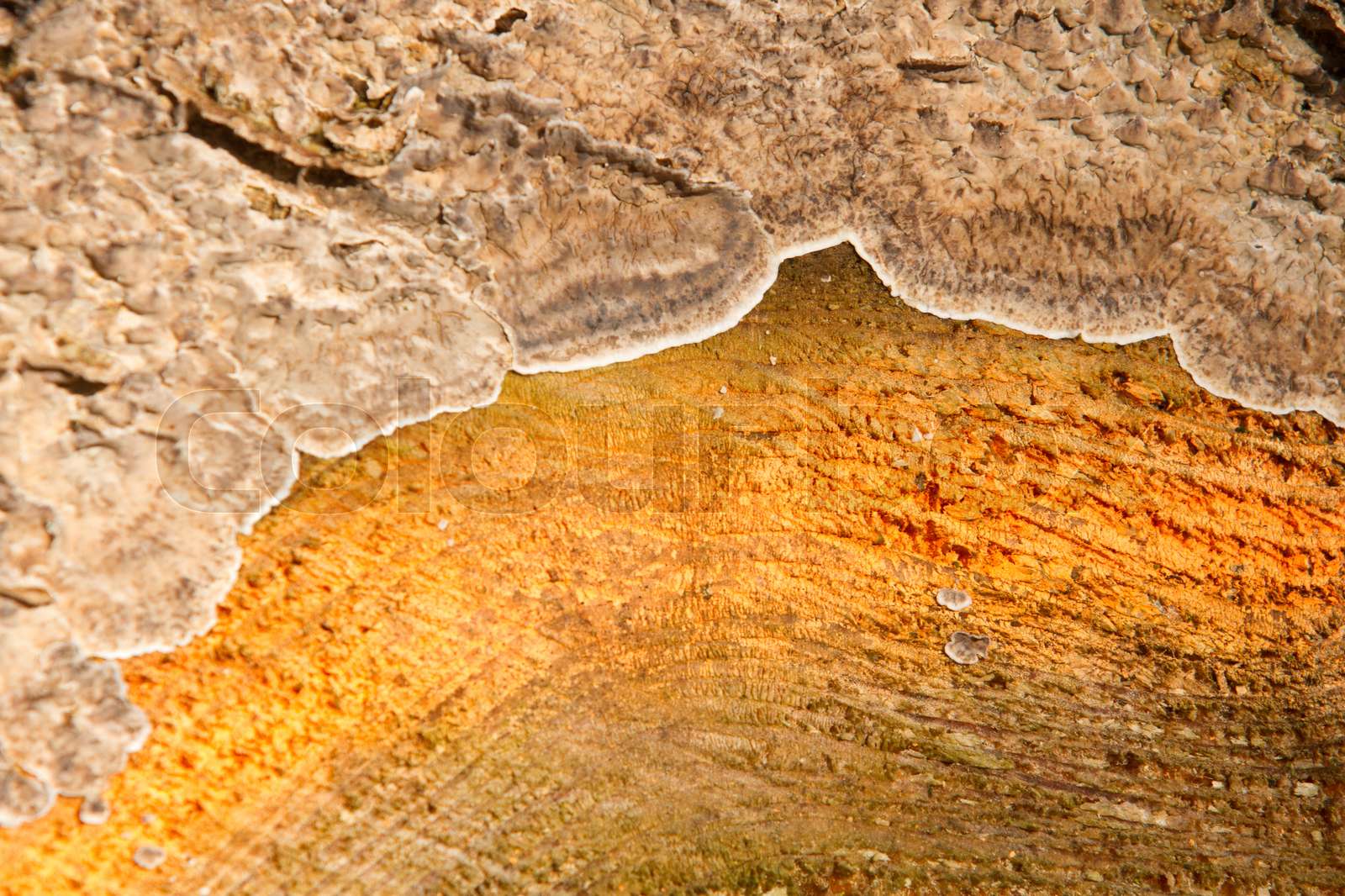 Tree trunk cross section | Stock image | Colourbox