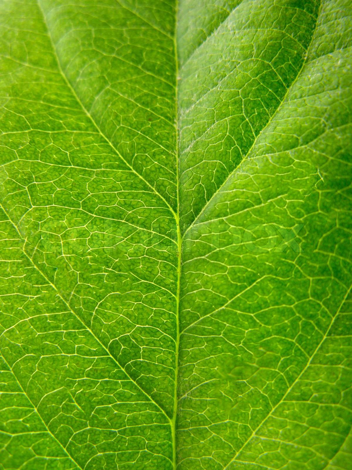 green leaf texture close up for you | Stock image | Colourbox