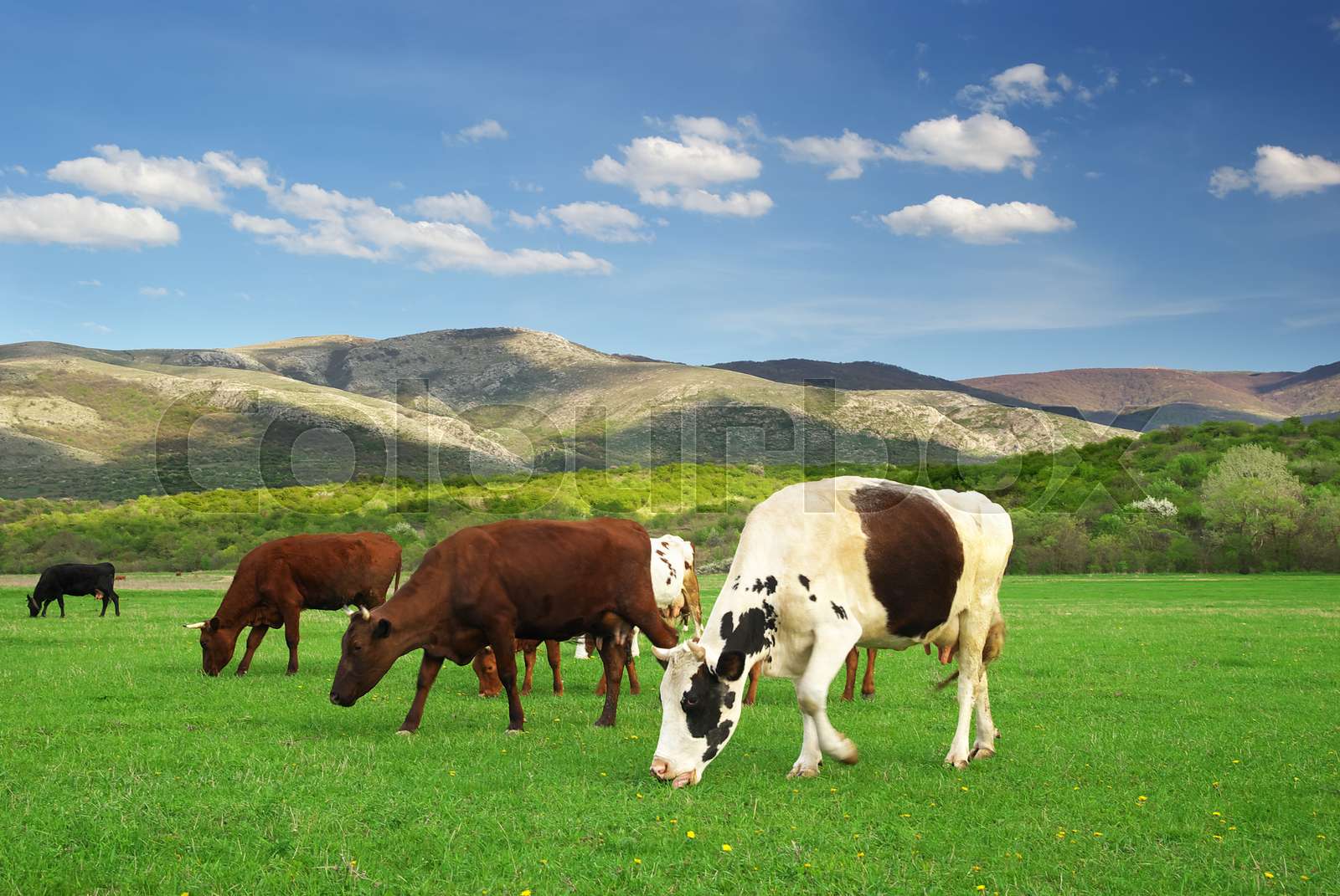 Cow in meadow. | Stock image | Colourbox